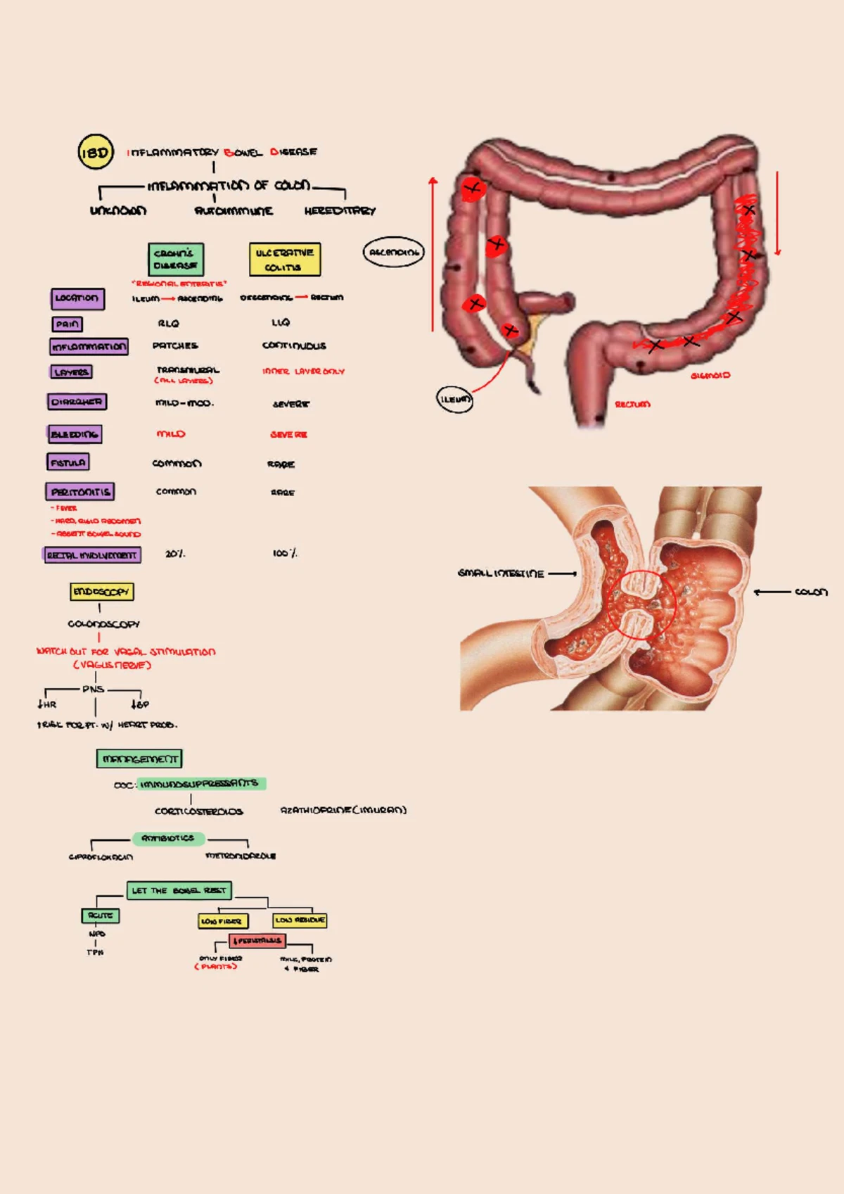 Inflammatory Disorders of the Gastrointestinal System: IBD Overview ...