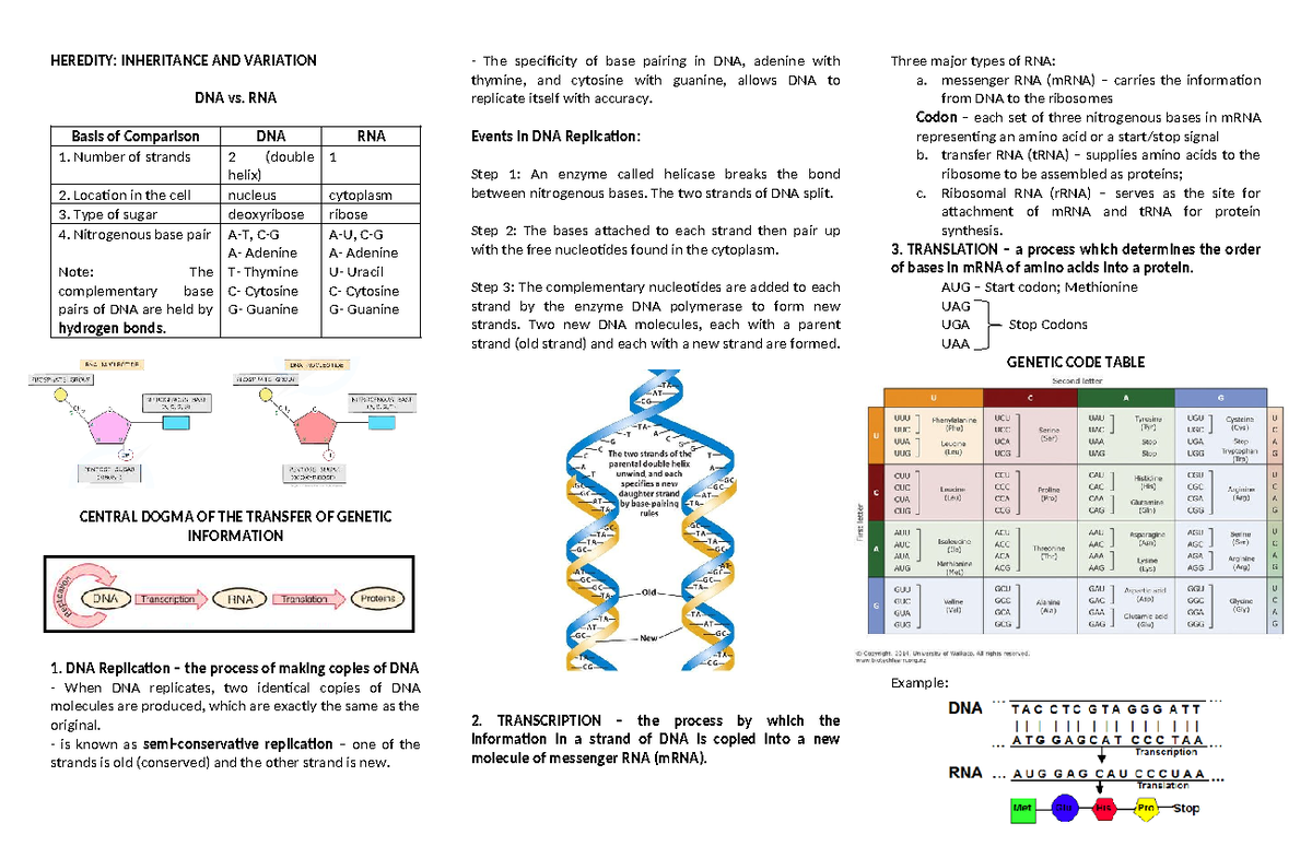 Heredity and Genetic Variation: Key Concepts and Processes (BIO 101 ...