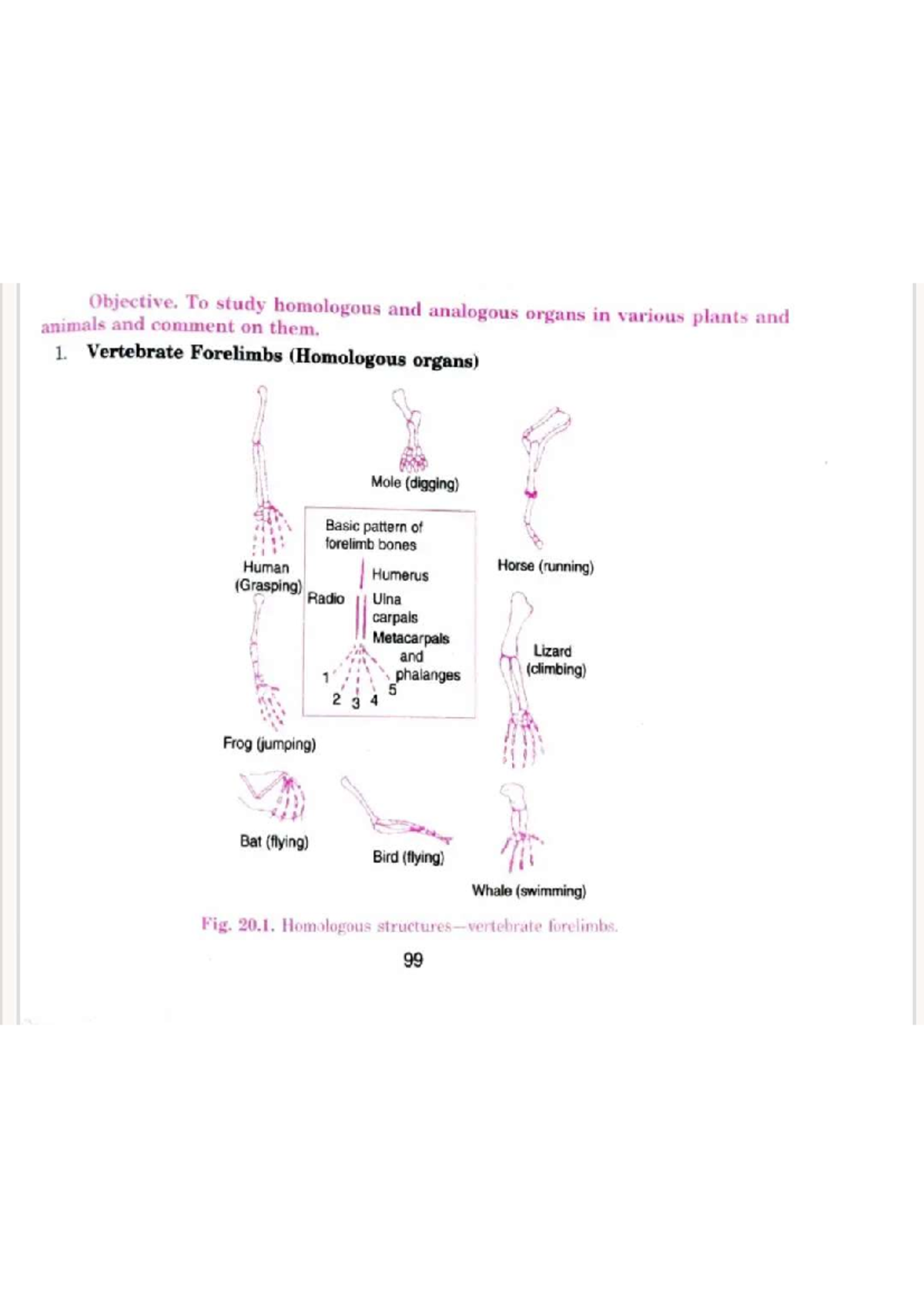 Biology Study Notes: Homologous & Analogous Organs (BIO101) - Studocu