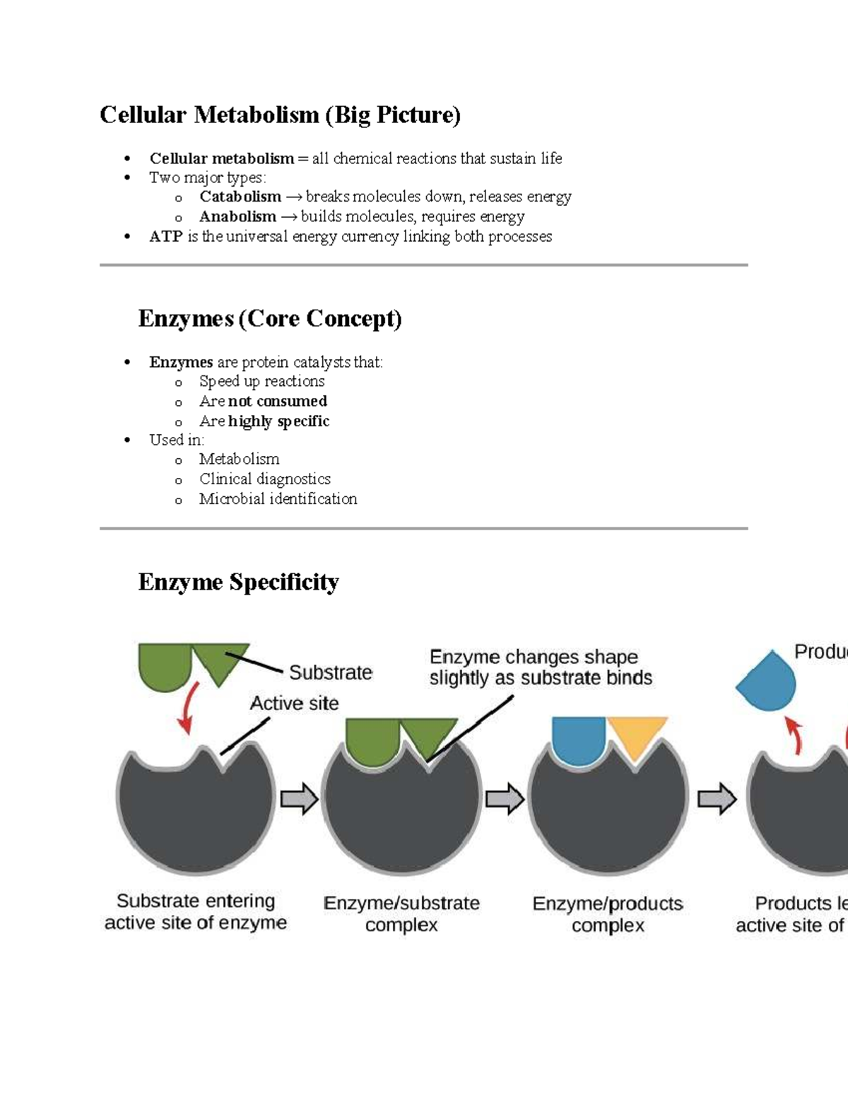 Cellular Metabolism (BIO101) - Comprehensive Guide to Enzymes and ...