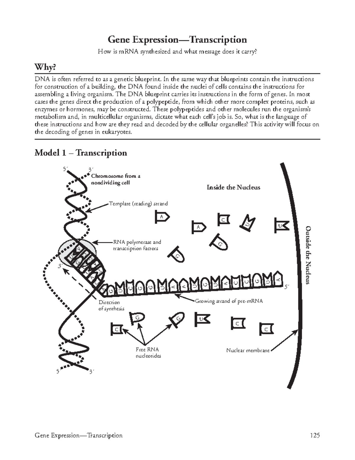 Pogil KEY 14 125-132 Gene Expression-Transcription-T - Gene Expression—Transcription 125 Gene ...