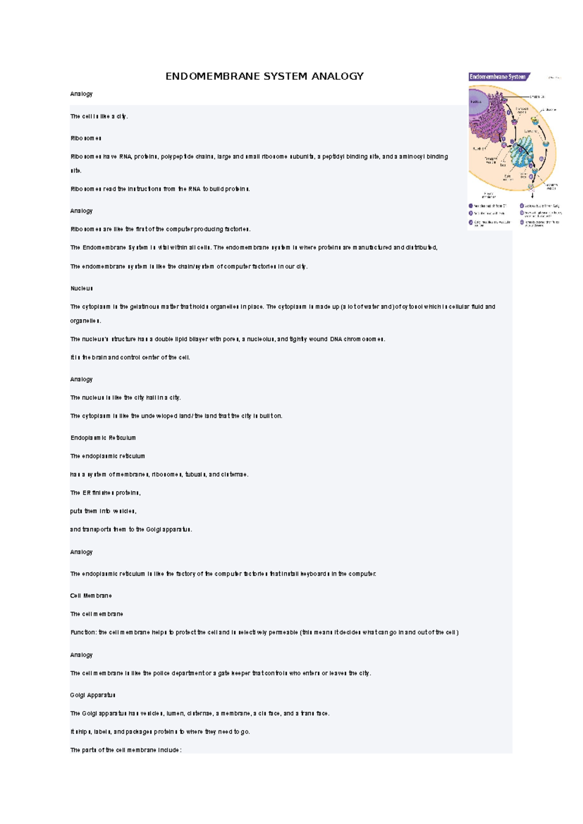 Endomembrane System Analogy: Cells as Cities Explained - Studocu