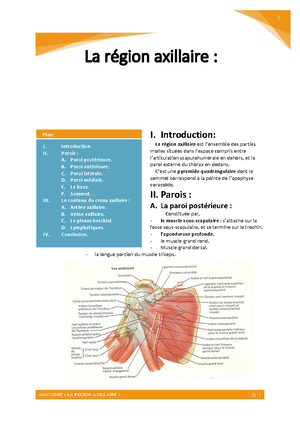 Creux Axillaire Revu Complet - Le Creux Axillaire INTRODUCTION Le creux ...