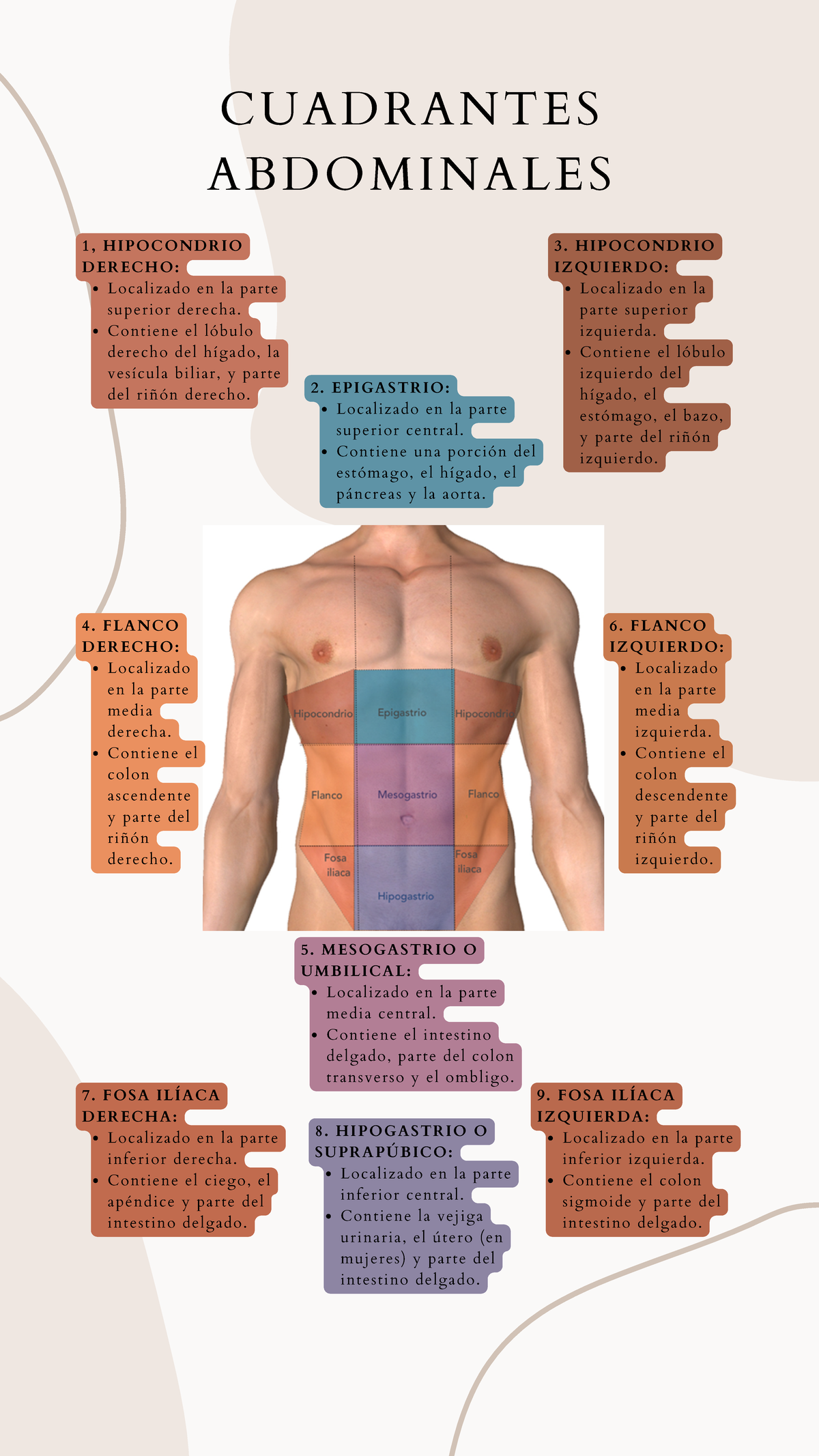 Cuadrantes abdominales - CUADRANTES ABDOMINALES 1, HIPOCON DRIO DERECHO ...