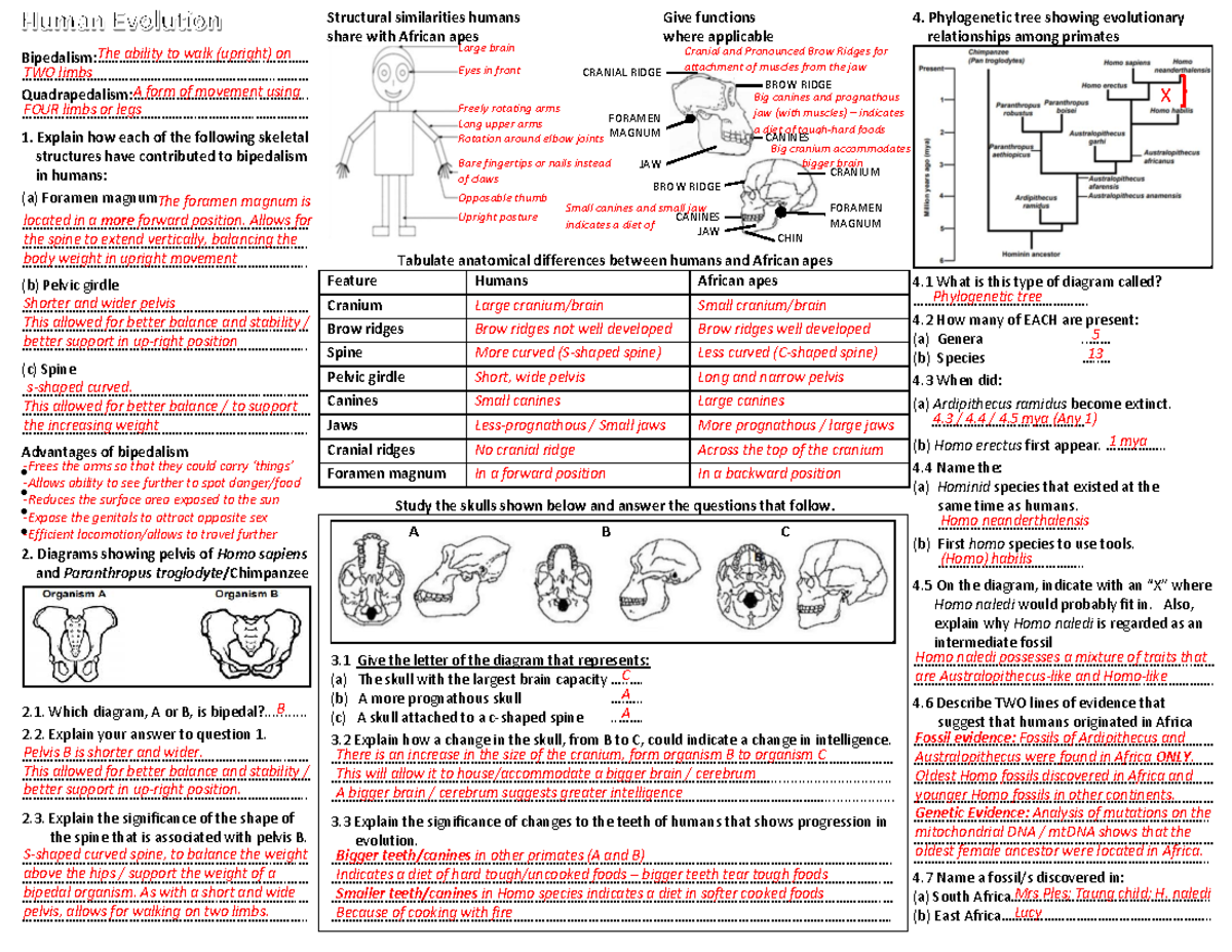 11.3 Human Evolution: An Analysis of Anatomical Differences and ...