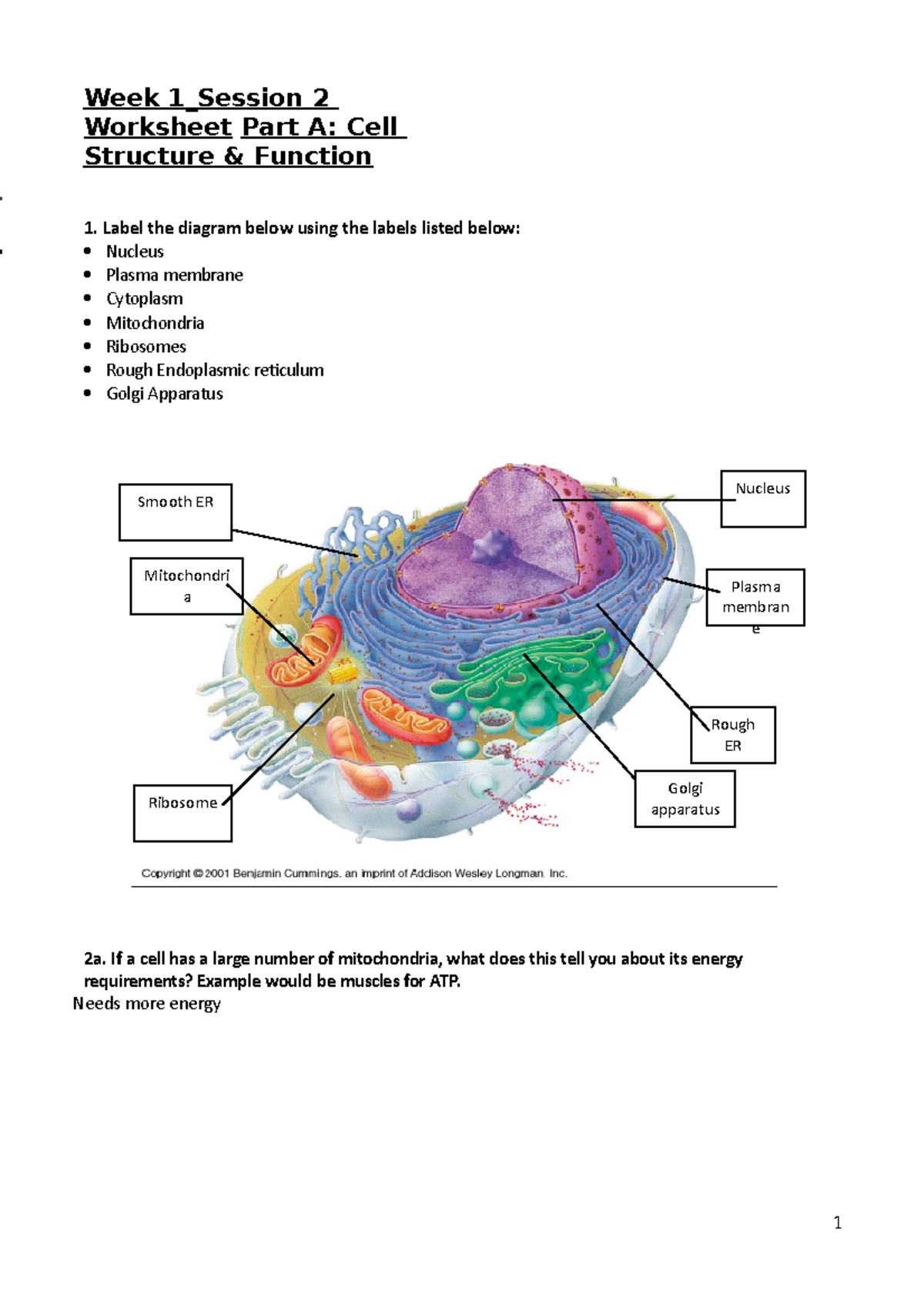 W1S2 - Cell structure & Function in-class worksheet - Week 1_Session 2 ...