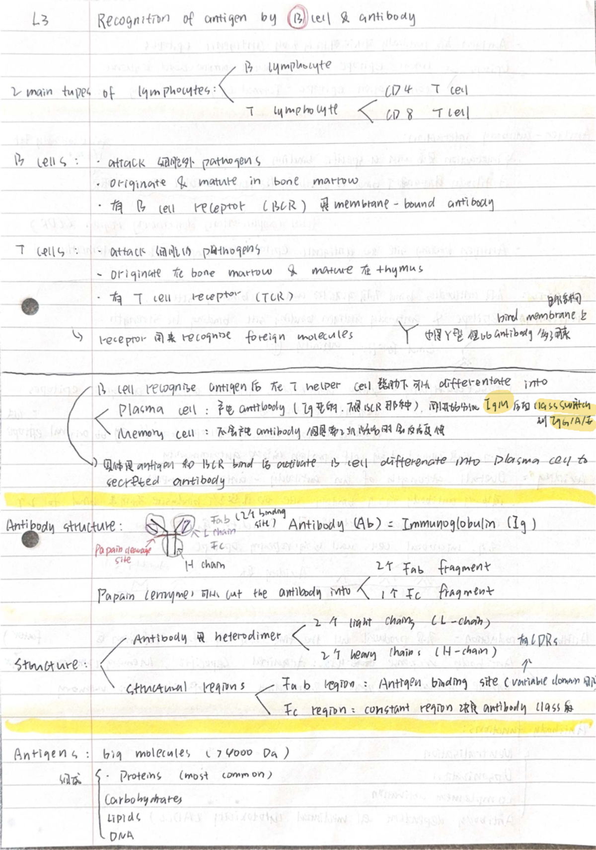 Immunology Notes: L3-L4 Antigen Recognition and T Cell Function - Studocu