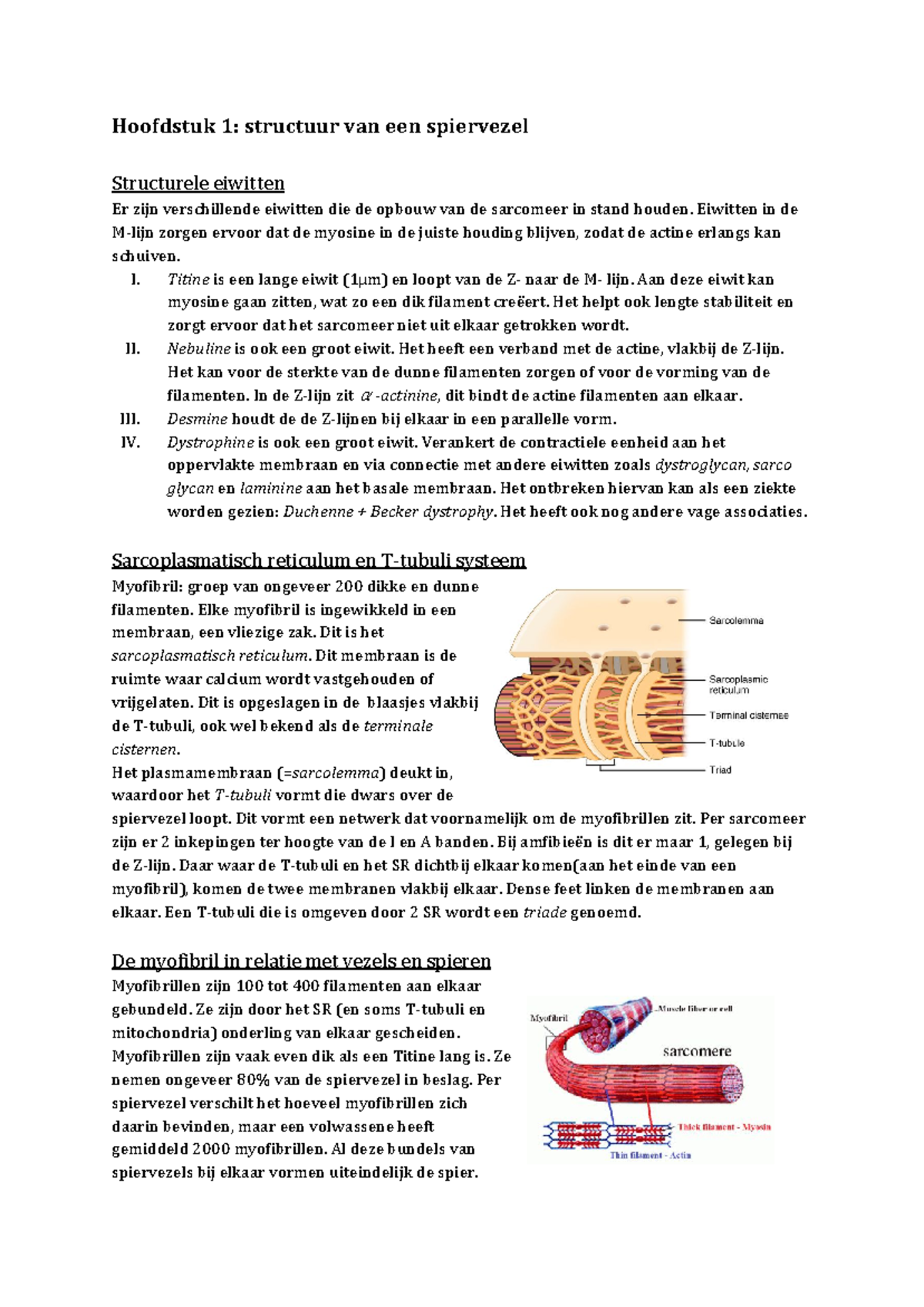 Hoofdstuk 1: Structuur van de Spiervezel en Myofibrillen - Studeersnel