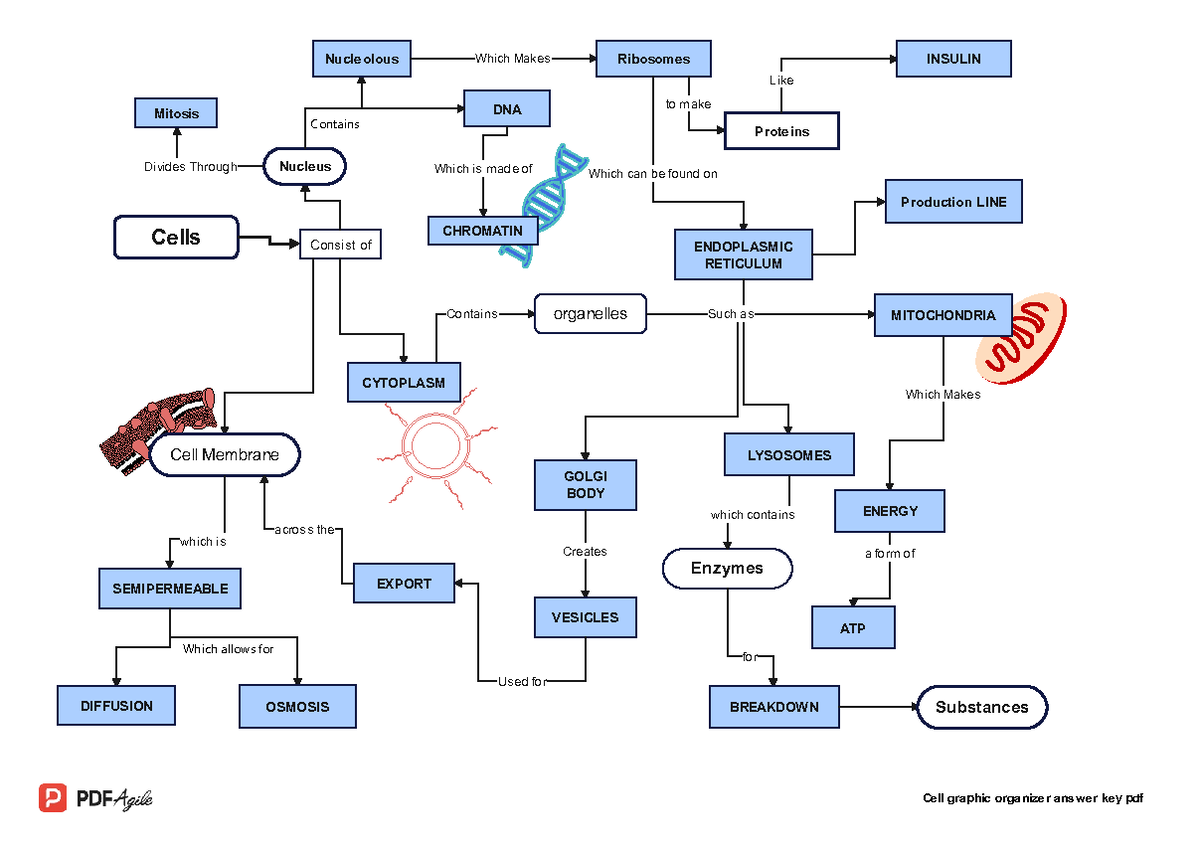 Cell graphic organizer answer key pdf 4bc1b2d3fa - Cells Consist of ...