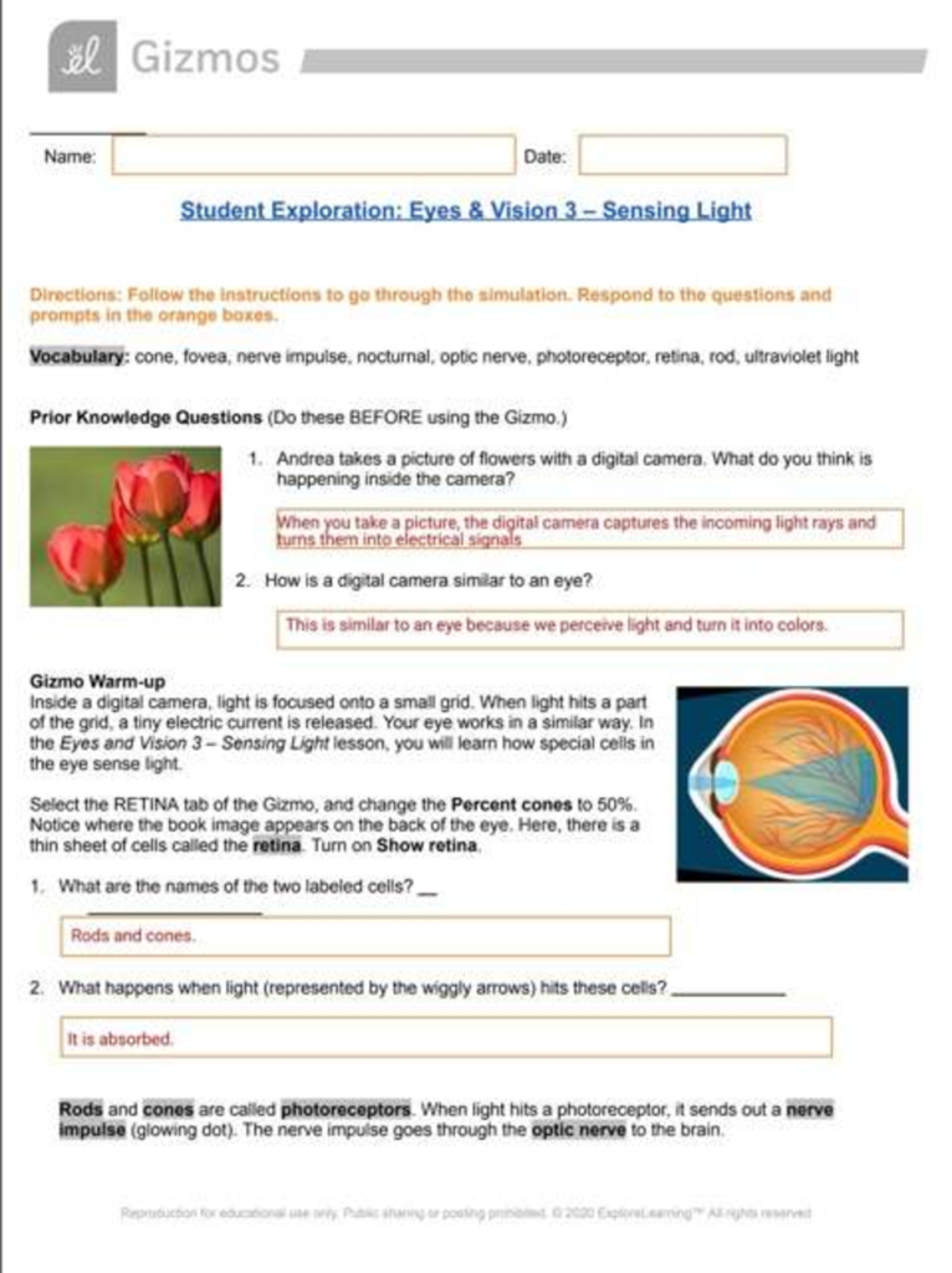 Eyes and Vision Gizmo Exploration: Sensing Light Activity - Studocu