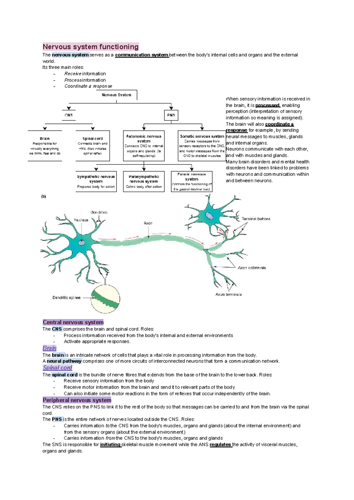 Unit 3 & 4 Psychology: Nervous System Functioning Overview - Studocu