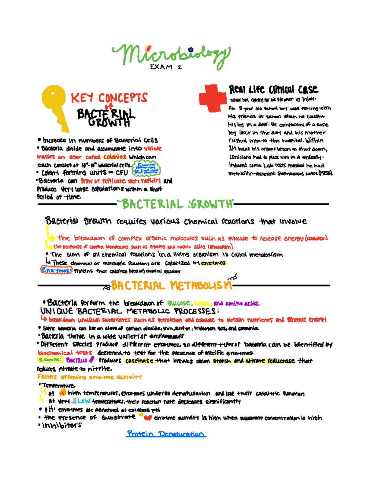 Microbiology Exam 2 Comprehensive Study Notes - Studocu