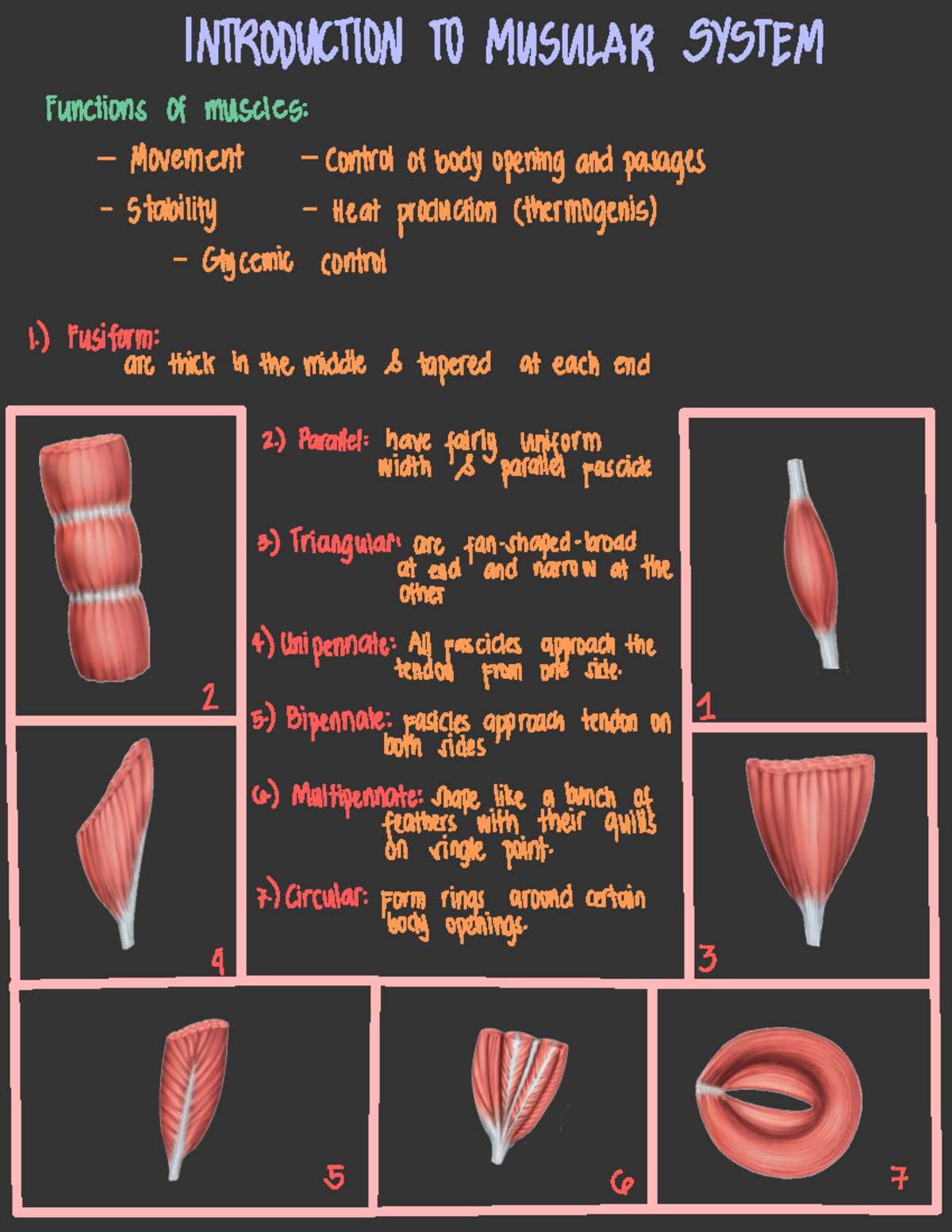 Unit 4 - Anatomy and Physiology: Muscular system - INTRODUCTION TO ...