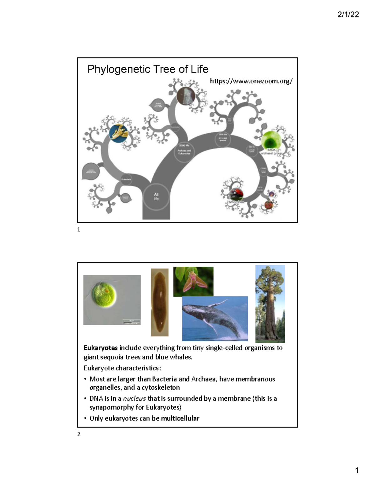 Phylogenetic Tree of Life: Eukaryotes and Multicellularity - Studocu