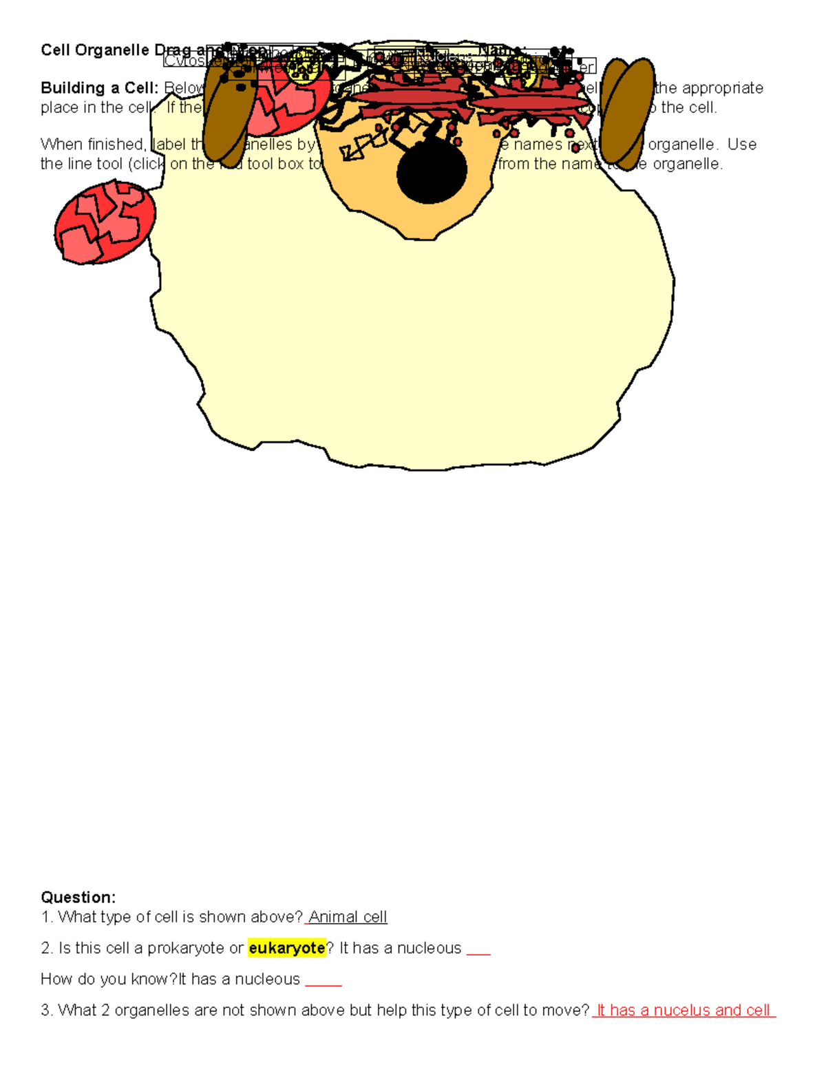 Cell Organelle Drag & Drop Activity - Eukaryotic Cells - Studocu