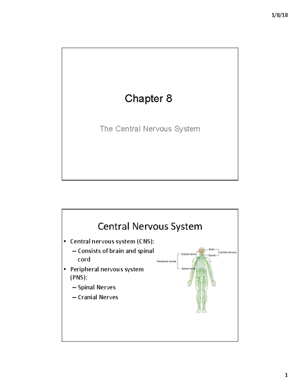 Fundamentals - Chapter 8: The Central Nervous System Overview - Studocu