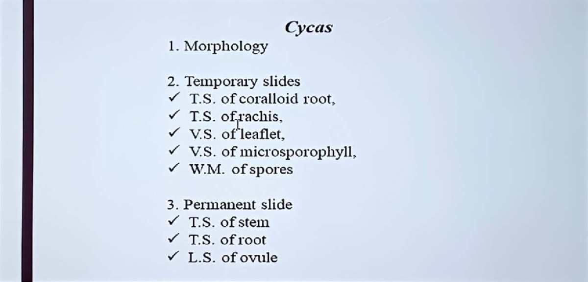 Cycas Practical: Morphology and Slide Analysis DSC 8 - Studocu