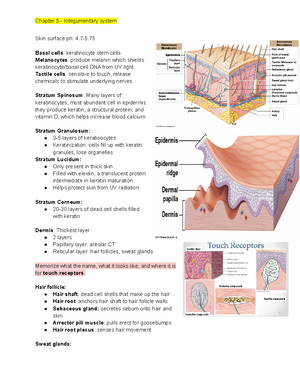 Circulatory System gizmo worksheet - Student Exploration: Circulatory ...