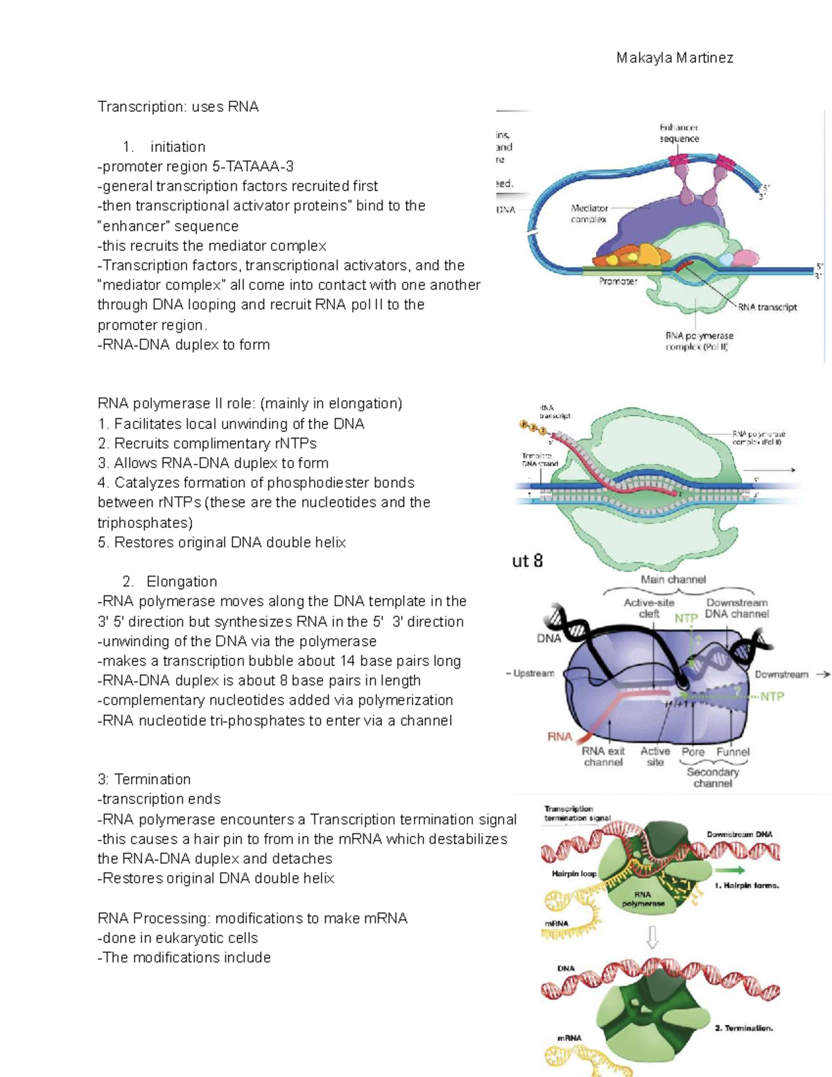 Biology 101: Transcription, Translation & Protein Structure Notes - Studocu