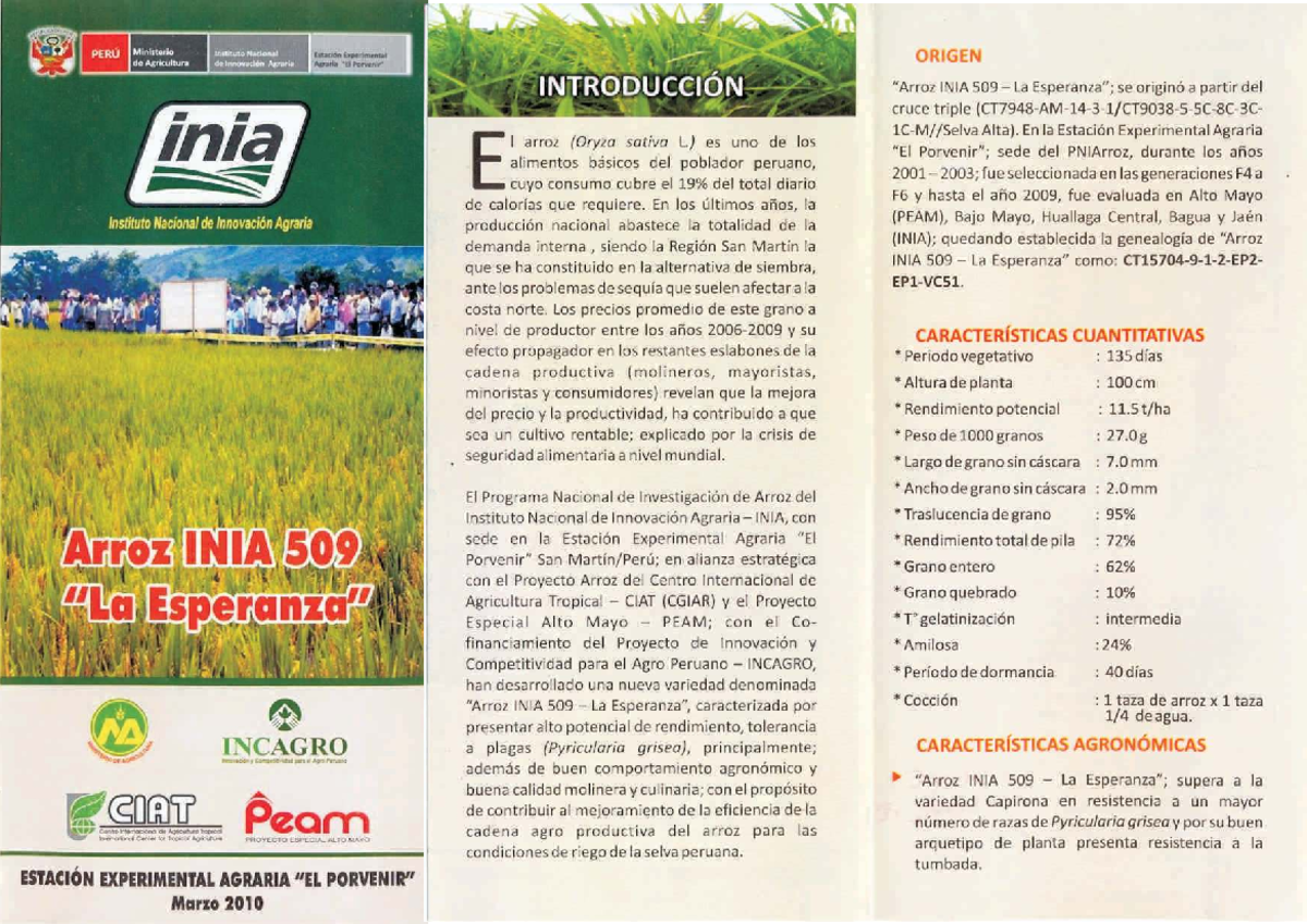 Estudio sobre la Variedad de Arroz INIA 509: Características y ...