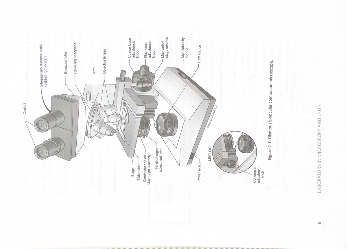 Laboratory 1: Microscopy and Cells - Compound Microscope Overview - Studocu