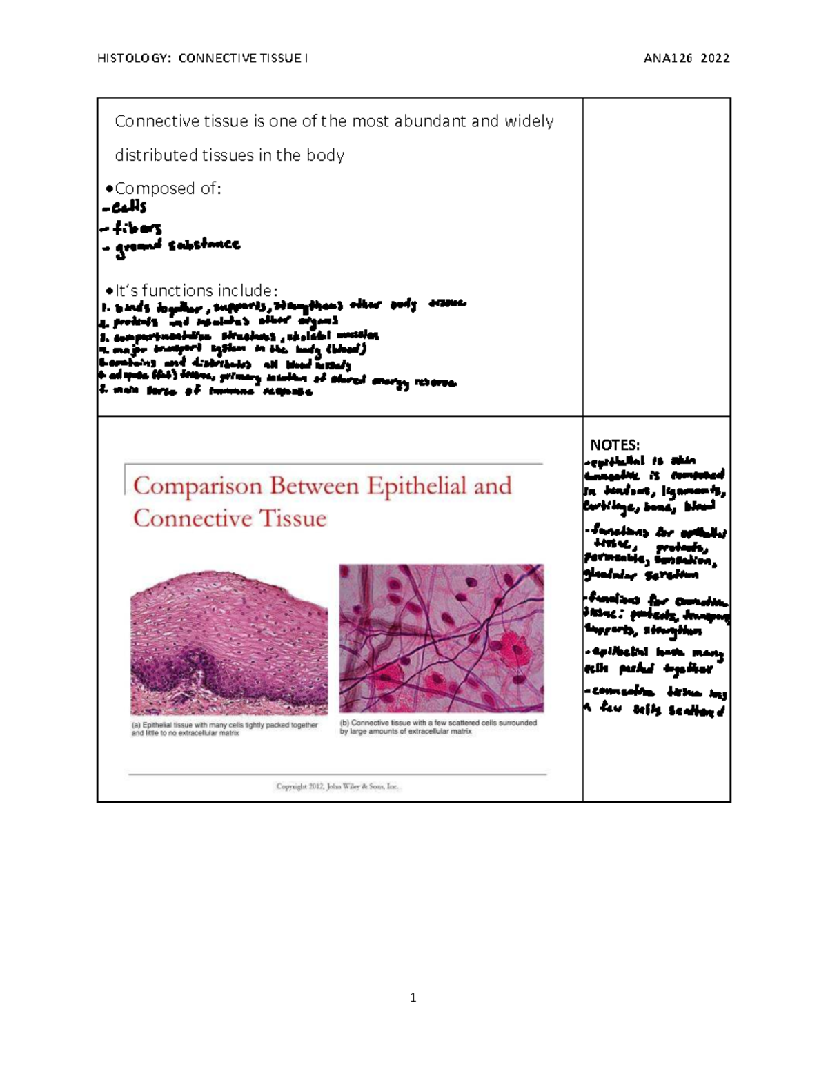 HISTOLOGY: CONNECTIVE TISSUE I ANA126 2022 Study Notes - Studocu