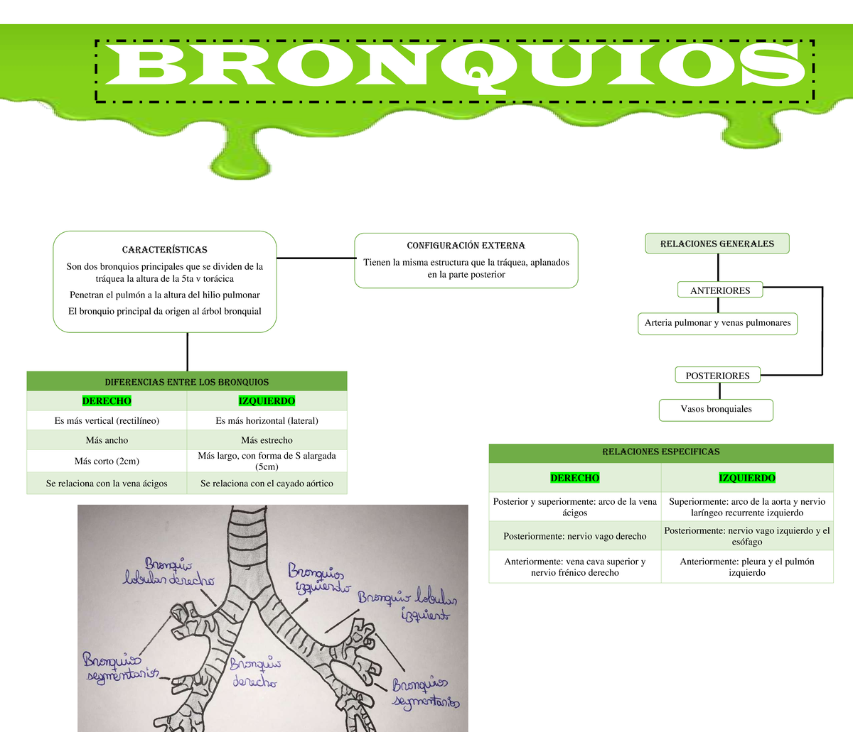 Bronquios MAPA Conceptual - RELACIONES ESPECIFICAS DERECHO IZQUIERDO ...