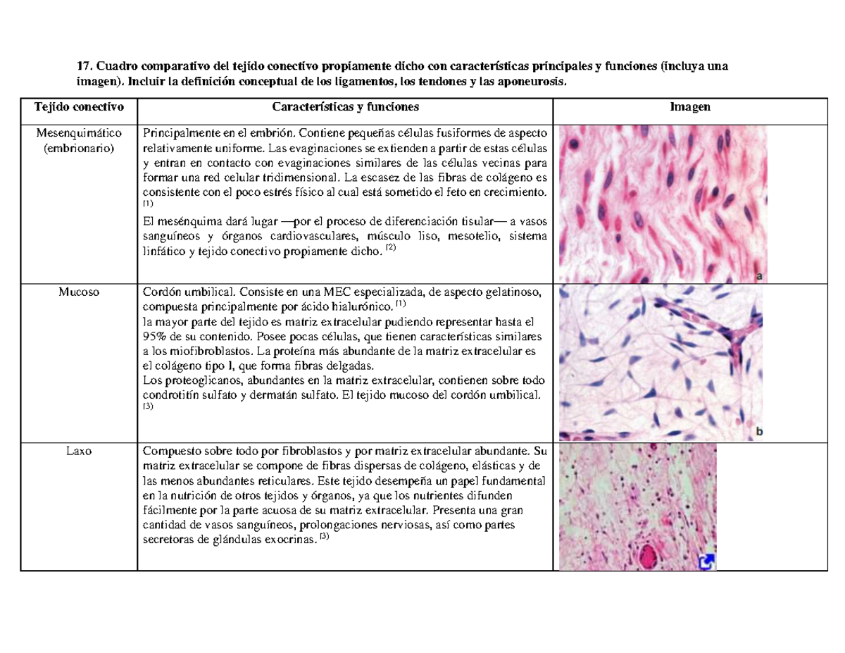 Tipos Y Funciones Del Tejido Conectivo Genomasur