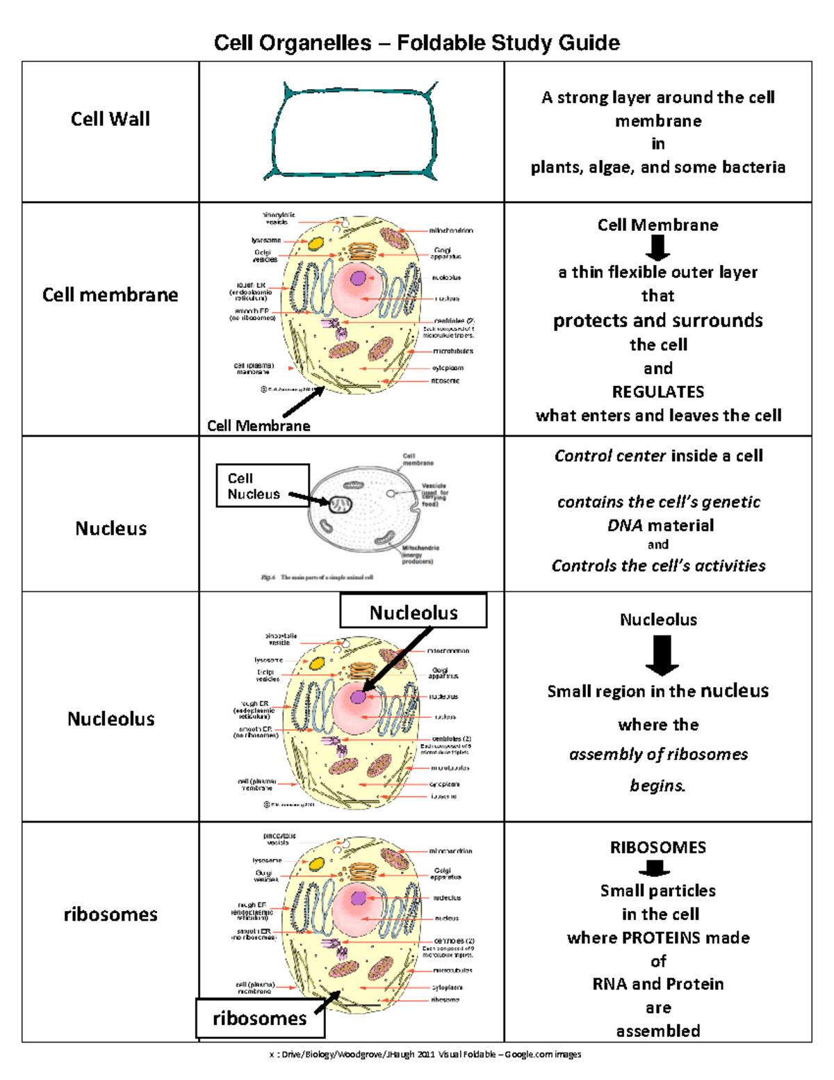 Cell Organelles Foldable Study Guide (BIO 101) - Studocu