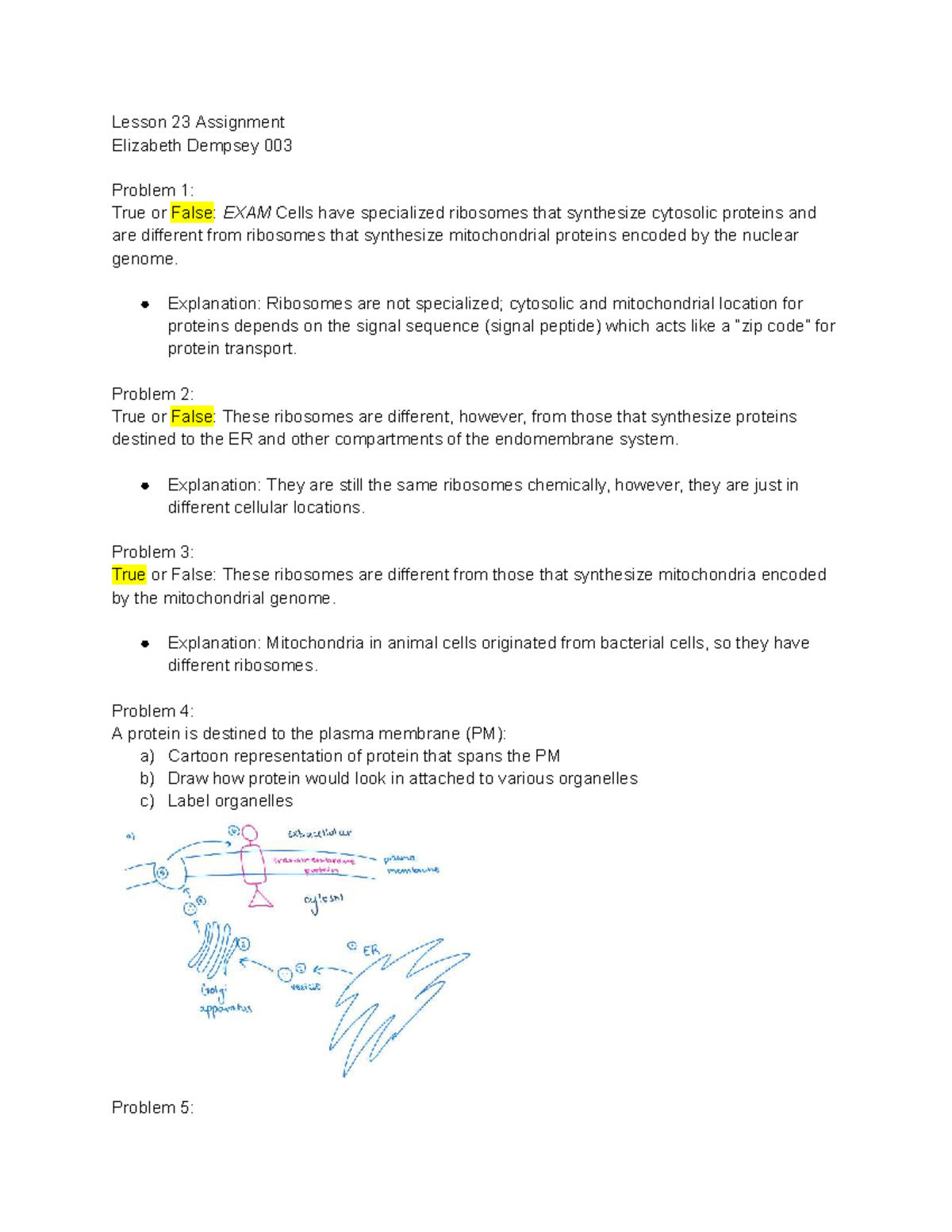 Lesson 23 Assignment: Ribosomes and Protein Synthesis Analysis 003 ...