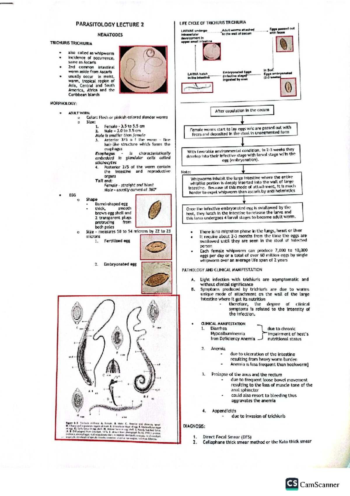 PARASITOLOGY LECTURE 2: LIFE CYCLE OF TRICHURIS TRICHIURIA AND ...