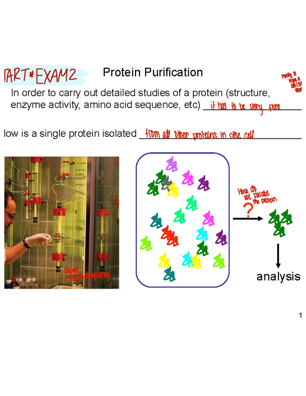 Protein Purification Techniques: Chromatography & Electrophoresis ...