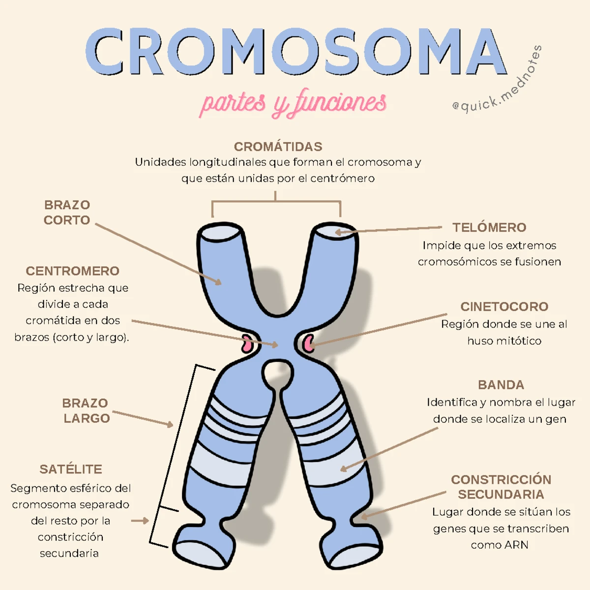 Hoja De Trabajo Con Respuestas Sobre Proteínas De Adn Y Arn
