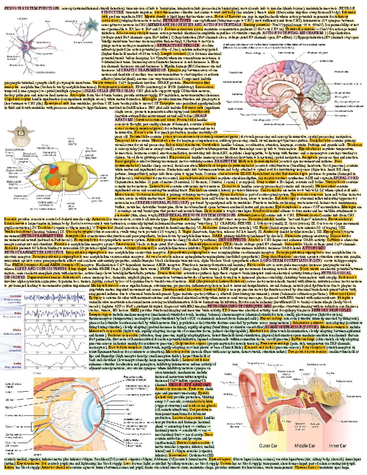 A+P Cheat Sheet: Nervous System Functions and Anatomy Overview - Studocu