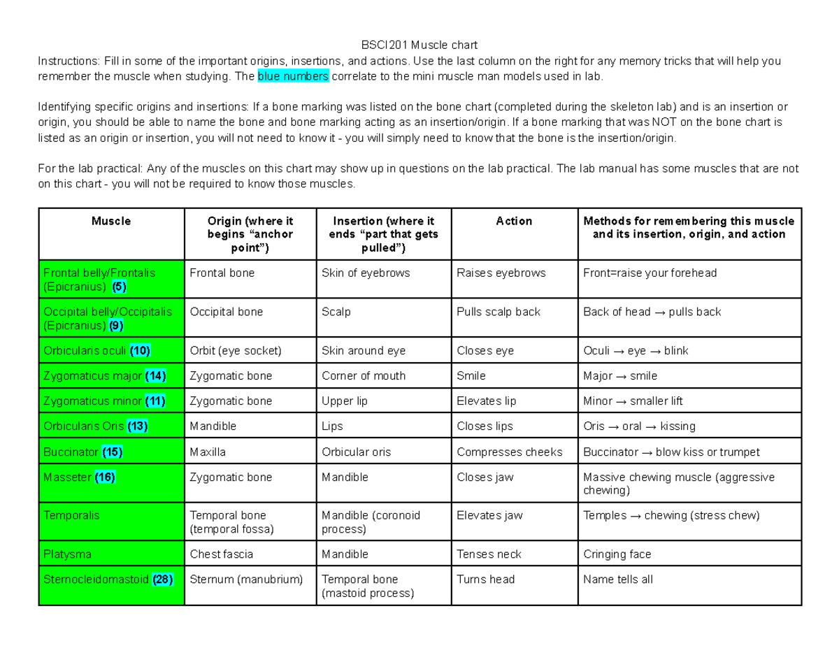 BSCI201 Muscle Chart: Origins, Insertions, Actions & Memory Aids - Studocu