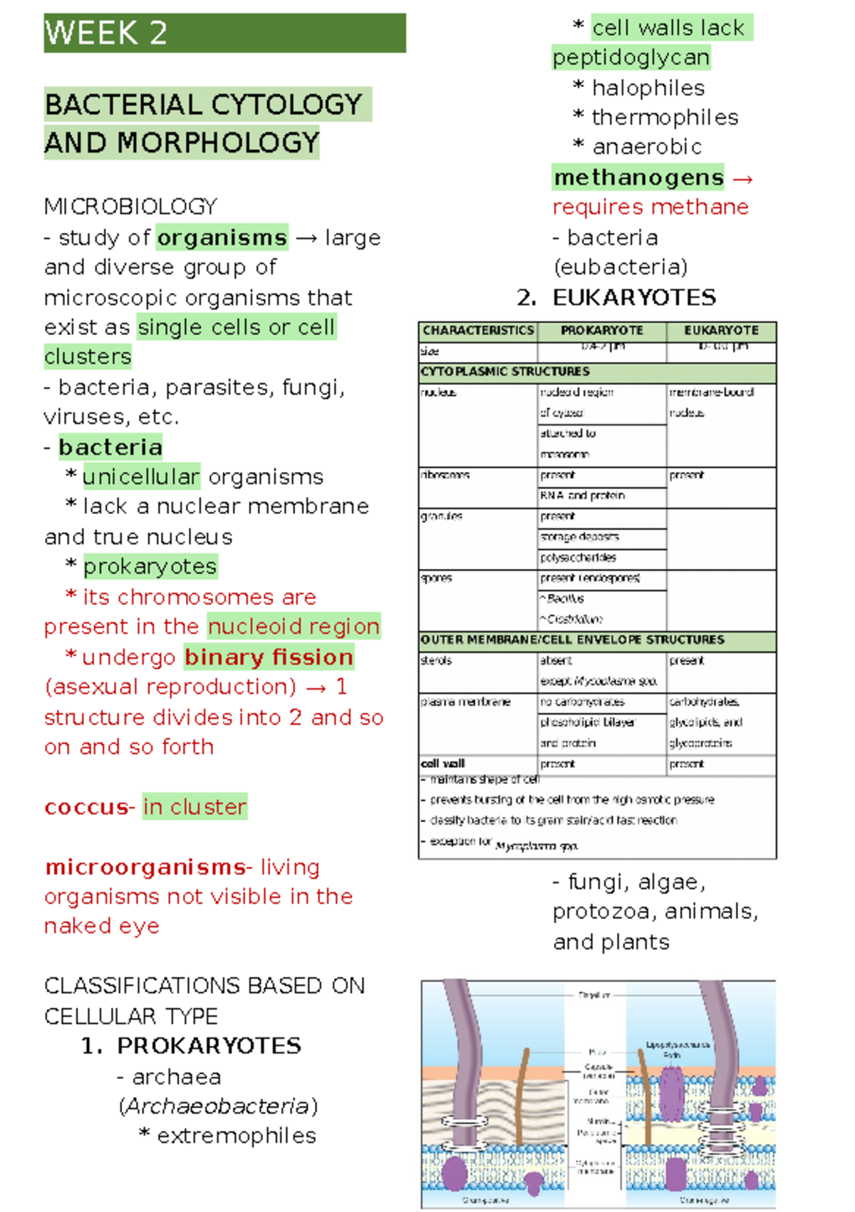Bacte lec notes 2 - WEEK 2 BACTERIAL CYTOLOGY AND MORPHOLOGY ...