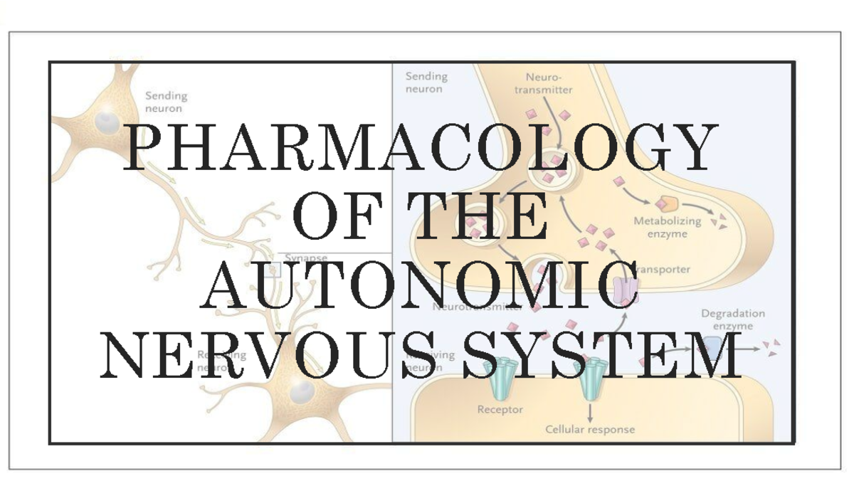 PHARM 101: Pharmacology of the Autonomic Nervous System Review - Studocu