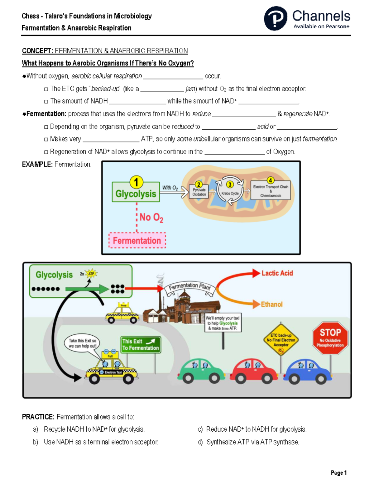 Fermentation & Anaerobic Respiration Concepts - Microbiology Worksheet ...