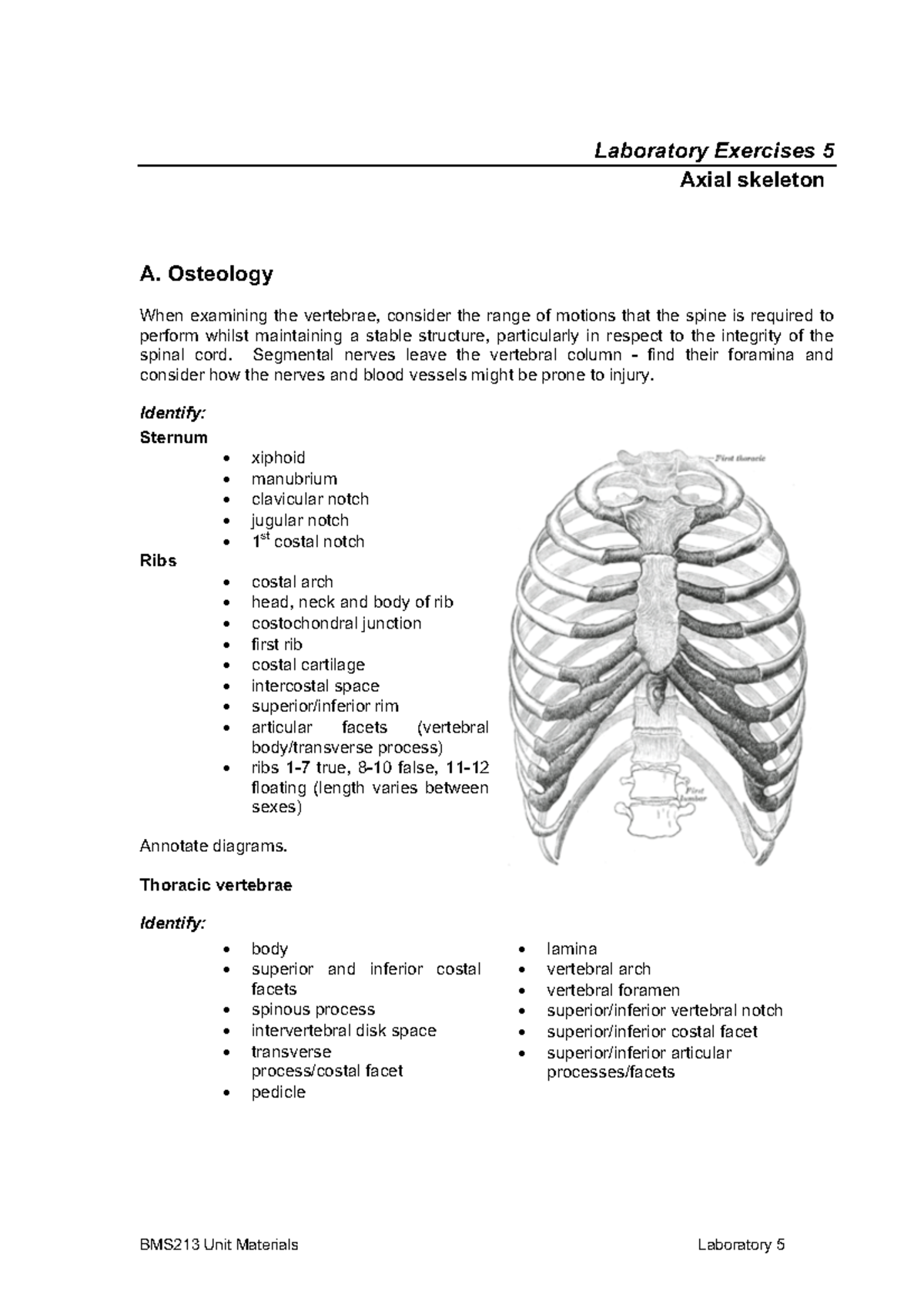 Lab 5 2024 - lab 5 outline - Laboratory Exercises 5 Axial skeleton A ...