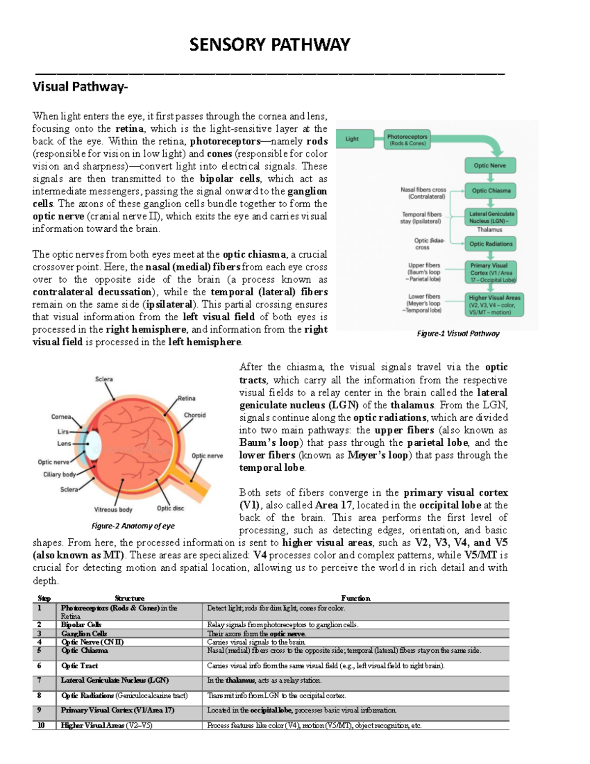 SENSORY PATHWAY: Visual and Auditory Pathways Explained - Studocu