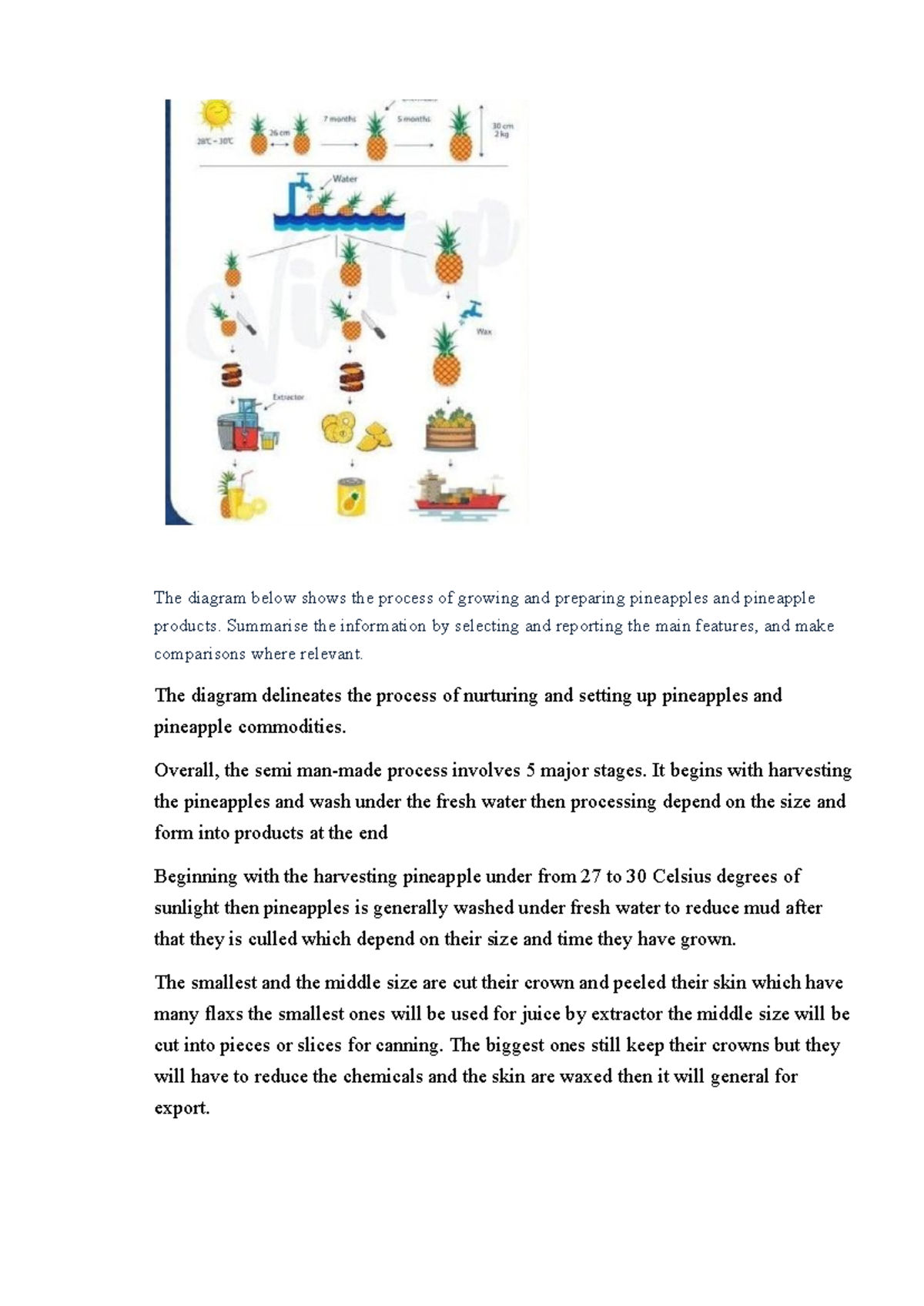 Writing process pineapples - The diagram below shows the process of ...