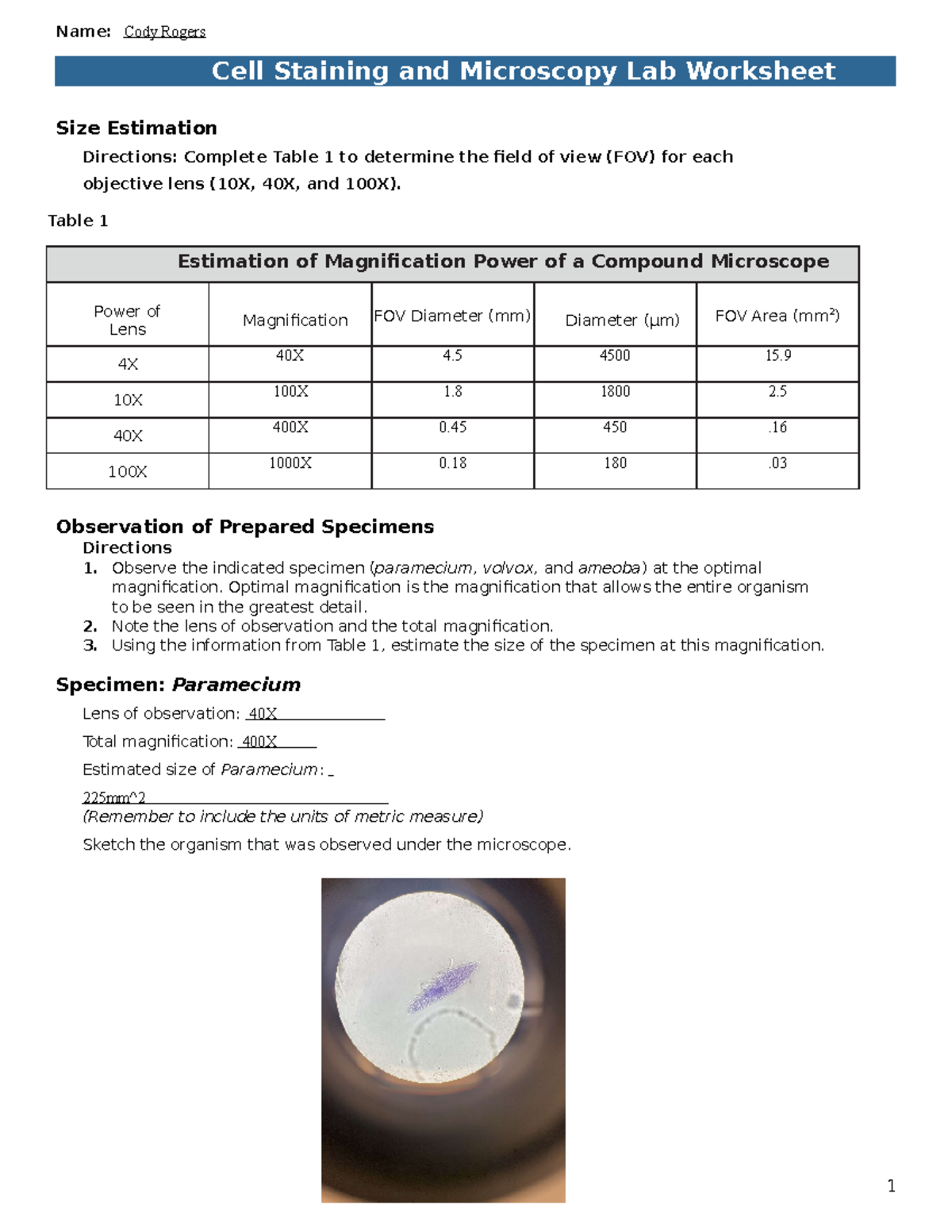 2 Cell Staining and Microscopy worksheet - Size Estimation Directions ...