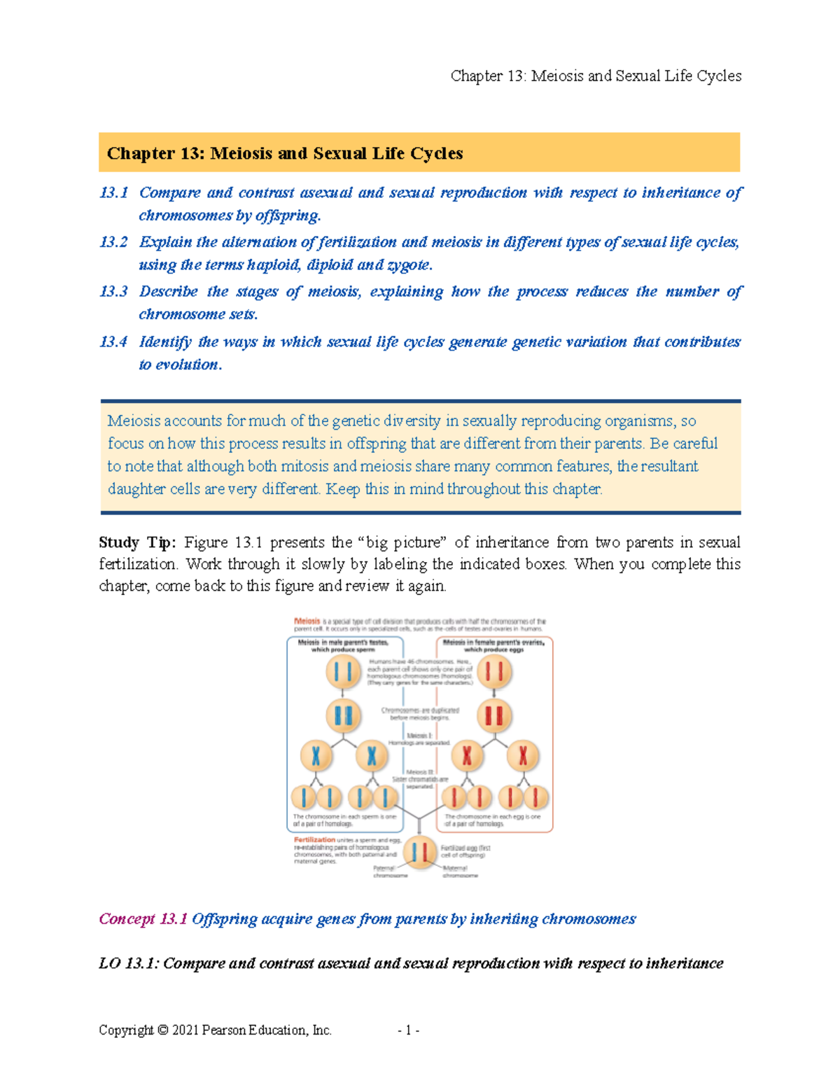 Chapter 13 Meiosis and Sexual Life Cycles - Chapter 13: Meiosis and ...