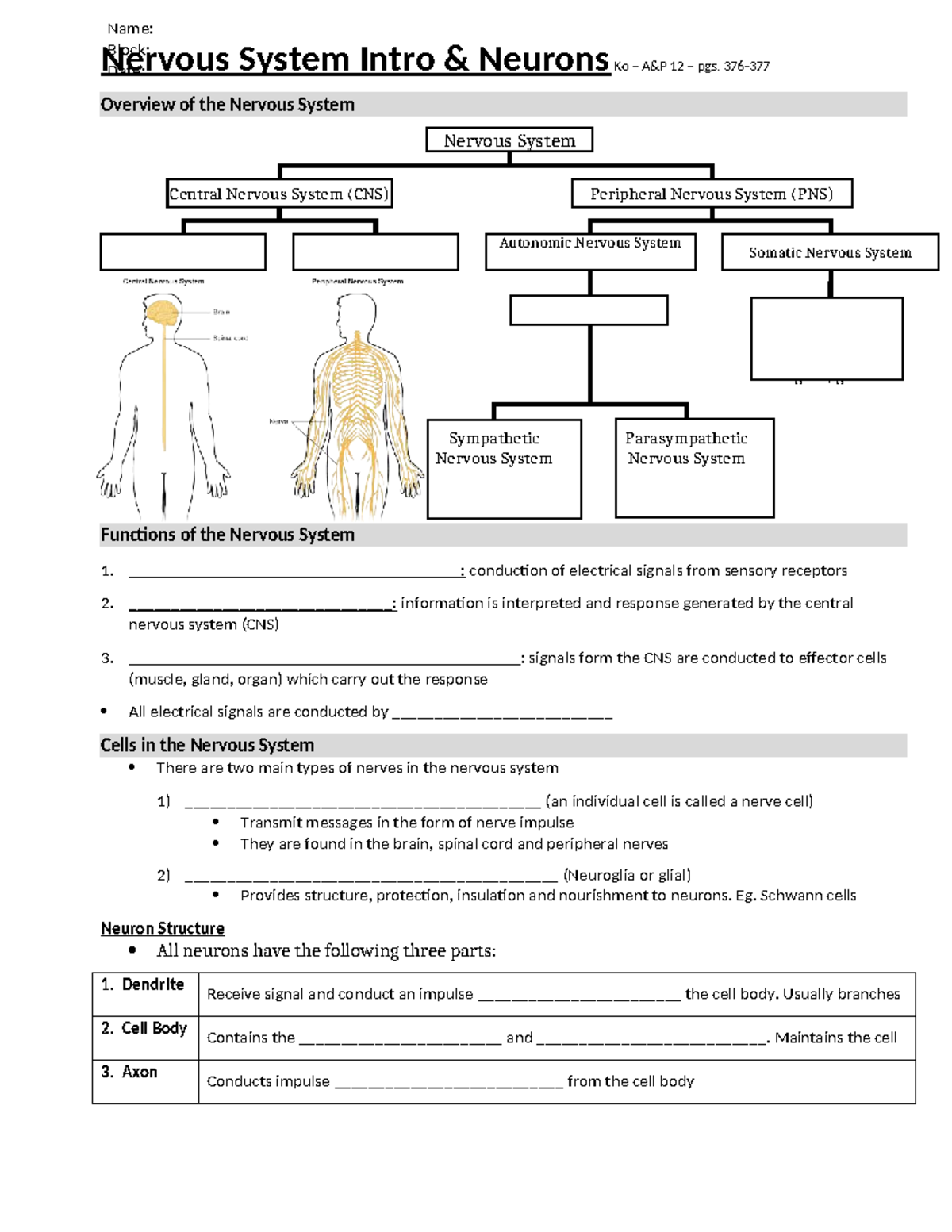 Nervous System Overview: Neurons & Their Functions - Studocu