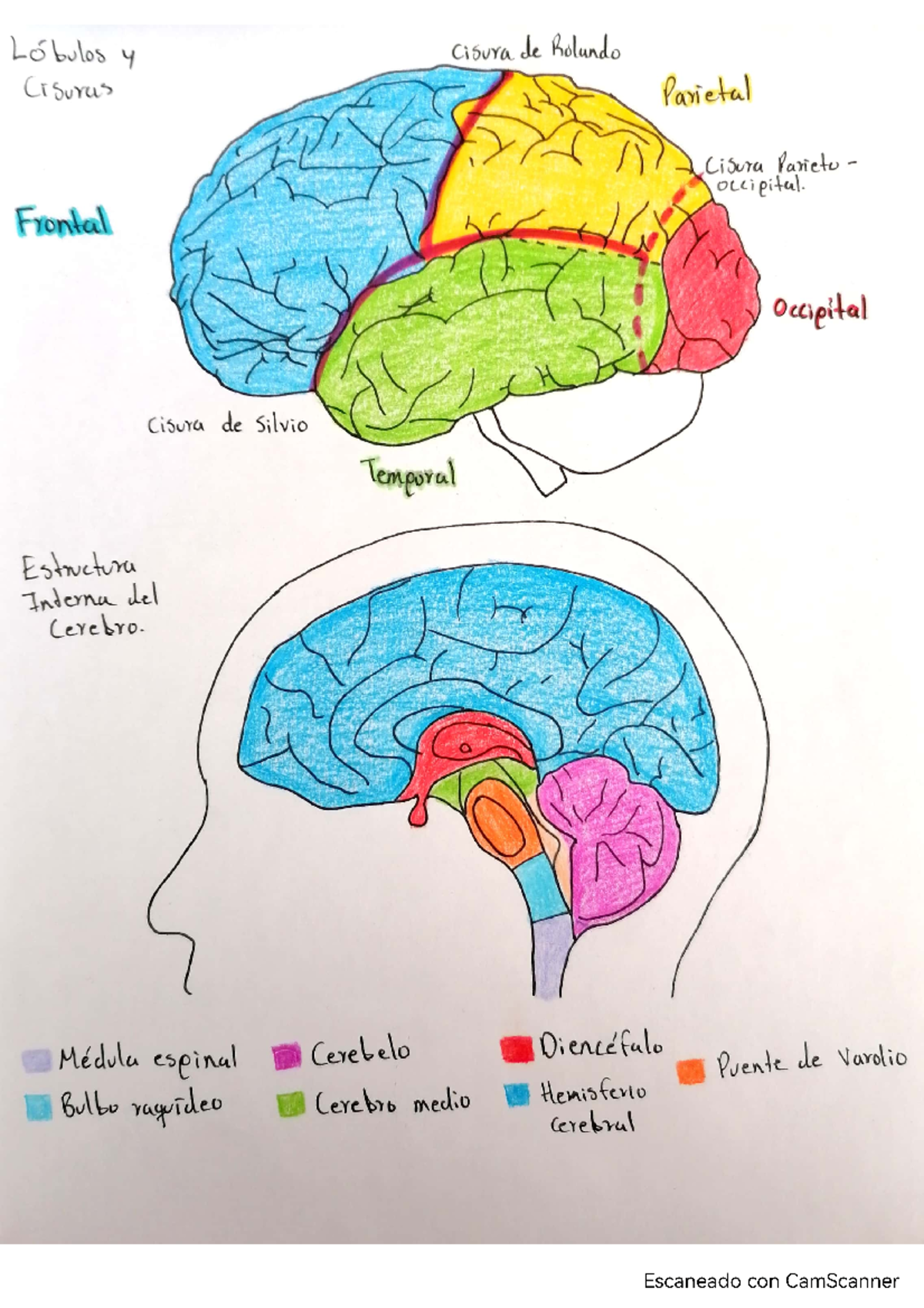 Encéfalo - Histologia - Lobulos 4 cisura de Rolundo Cisurus Parietal ...