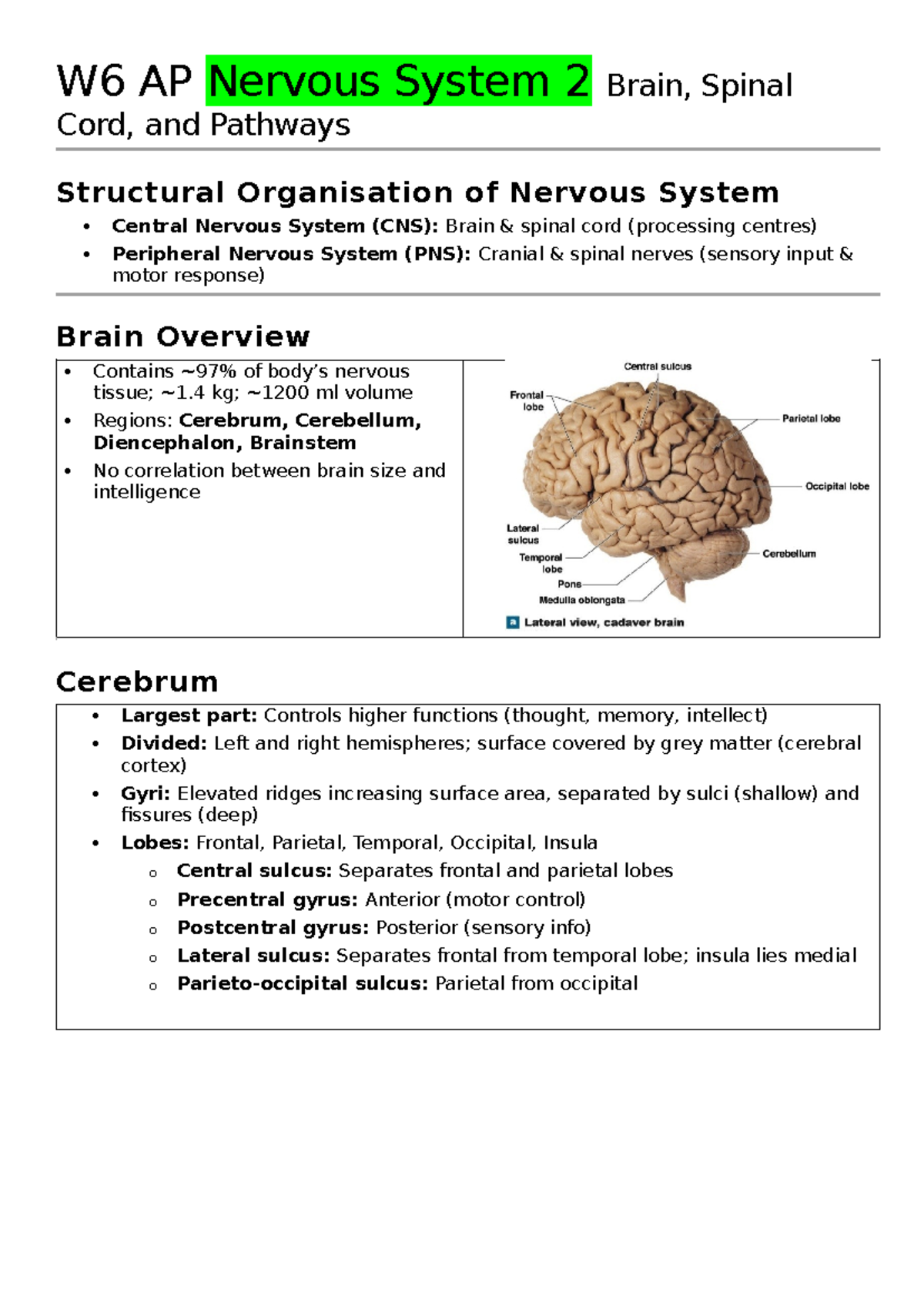 W6 MHS1101 Nervous System 2: Brain, Spinal Cord, and Pathways Notes ...