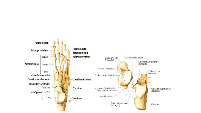 Anatomía de las Falanges y Estructuras del Pie - Imágenes - Studocu