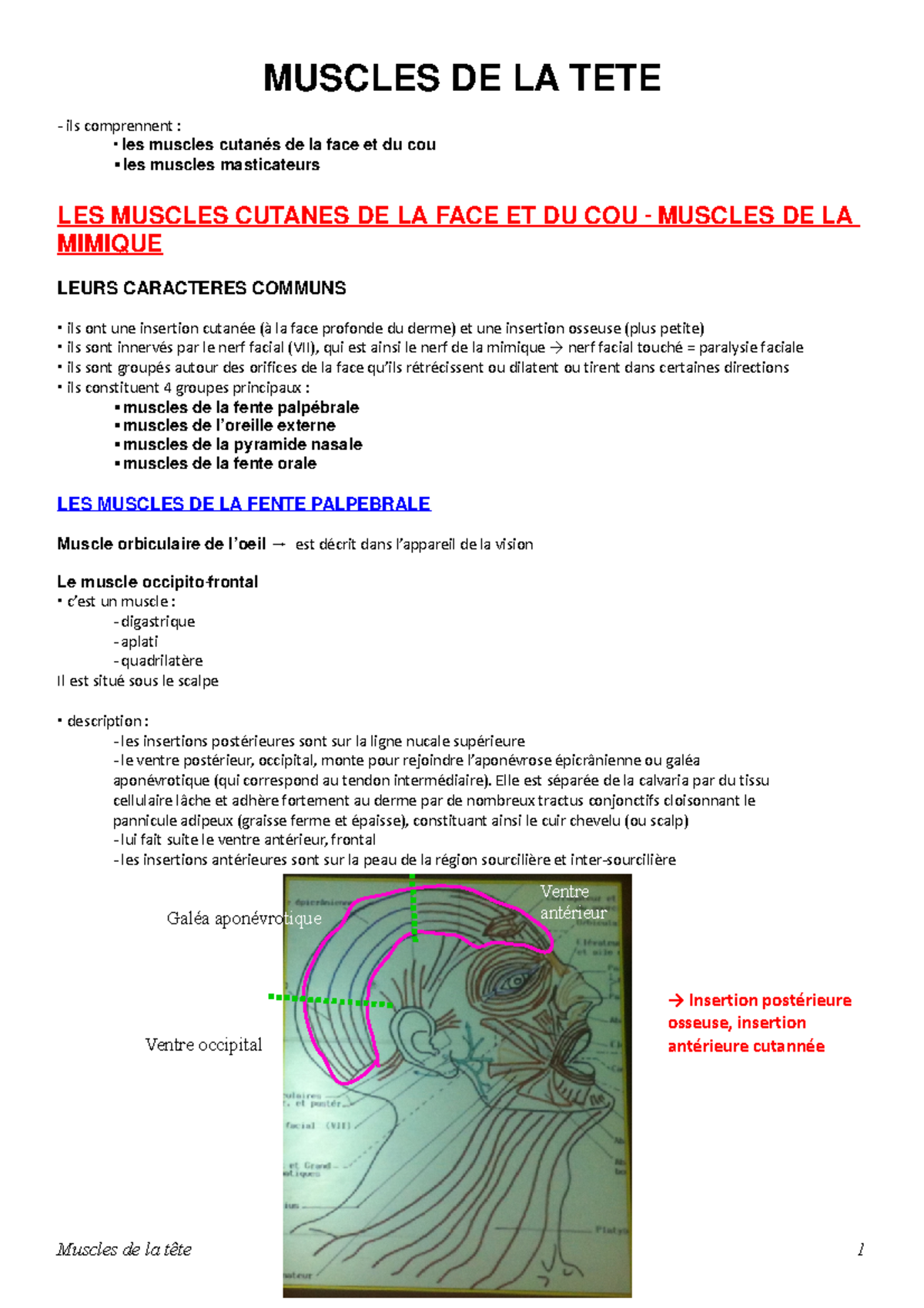 02 - Myologie de la Tête : Muscles Cutanés et Masticateurs - Studocu