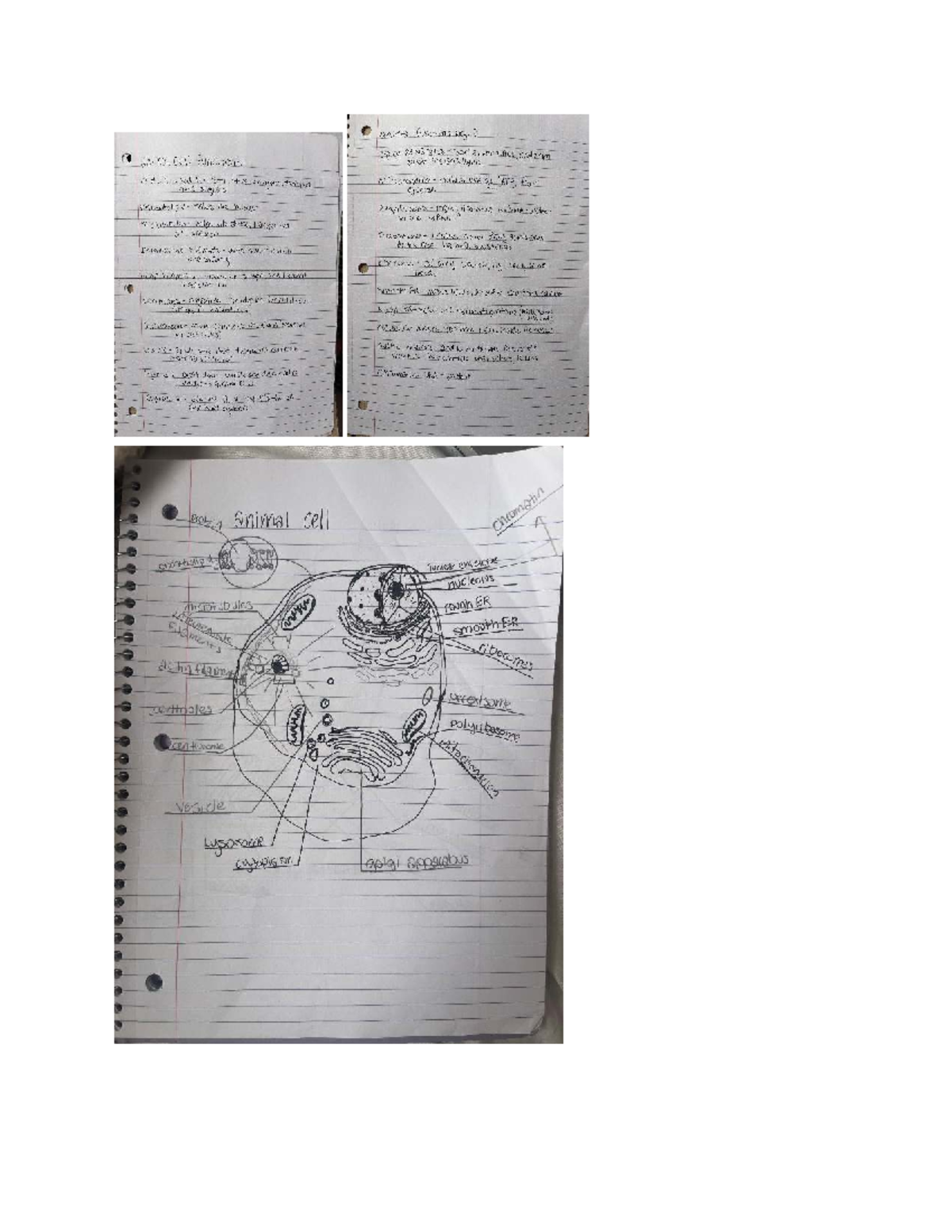 Animal Cell Functions and Structures: A Detailed Overview - Studocu