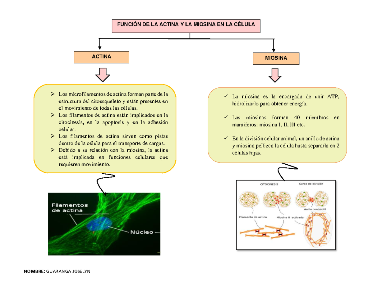 MAPA Conceptual - FUNCIÓN DE LA ACTINA Y LA MIOSINA EN LA CÉLULA ACTINA MIOSINA Los - Studocu